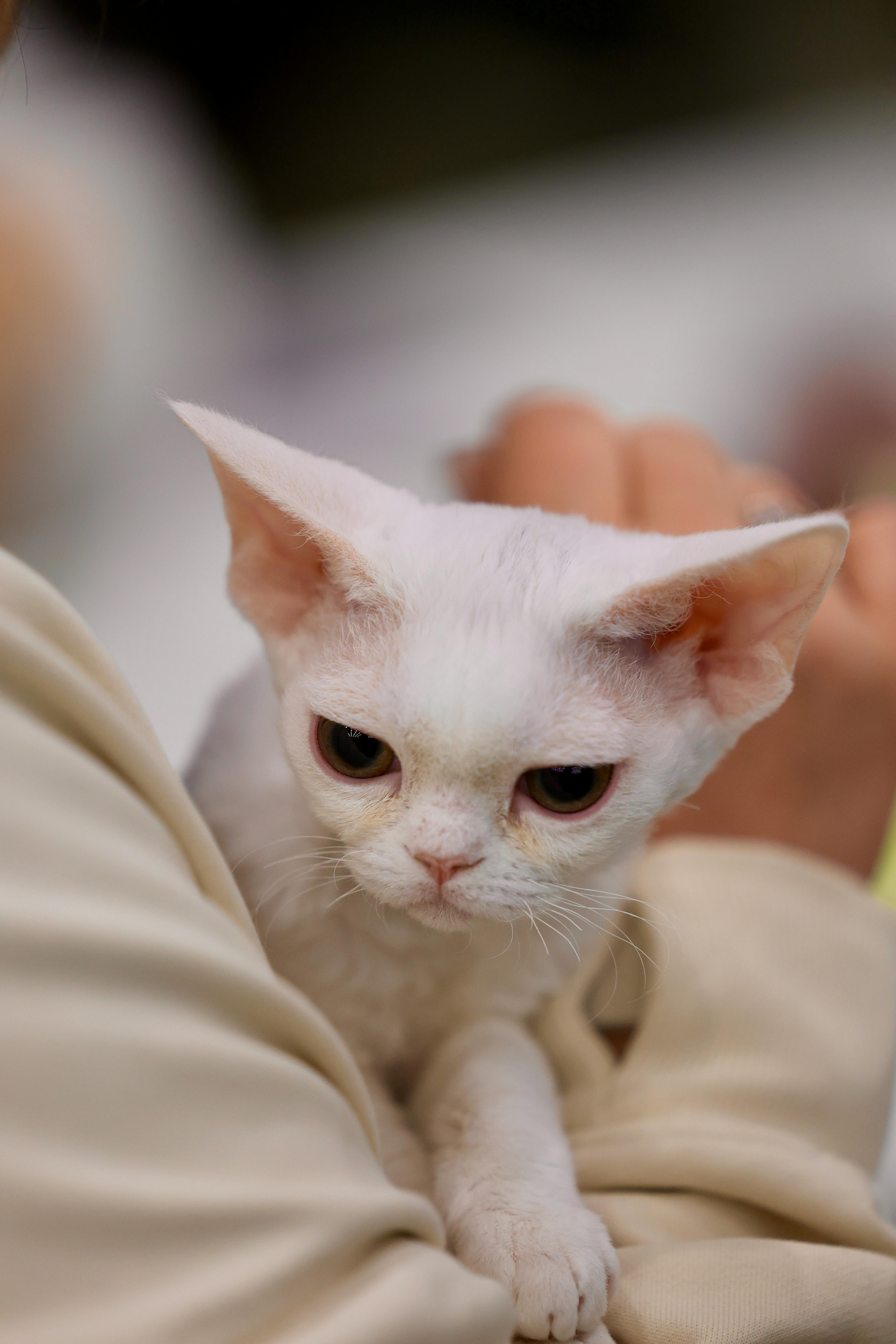 White Devon Rex Cat in the Arms of its Owner · Free Stock Photo