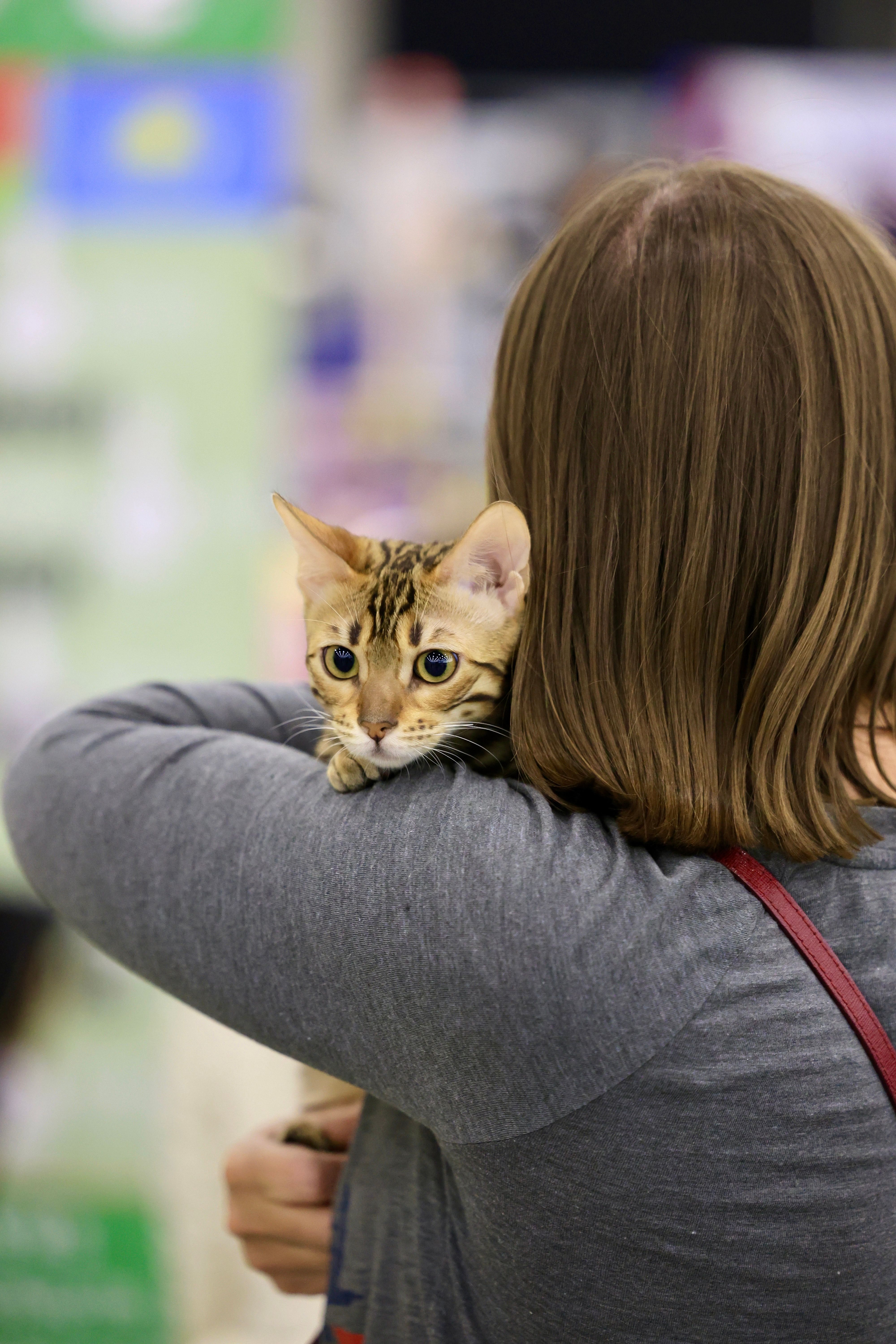 Woman Carrying Bengal Cat · Free Stock Photo