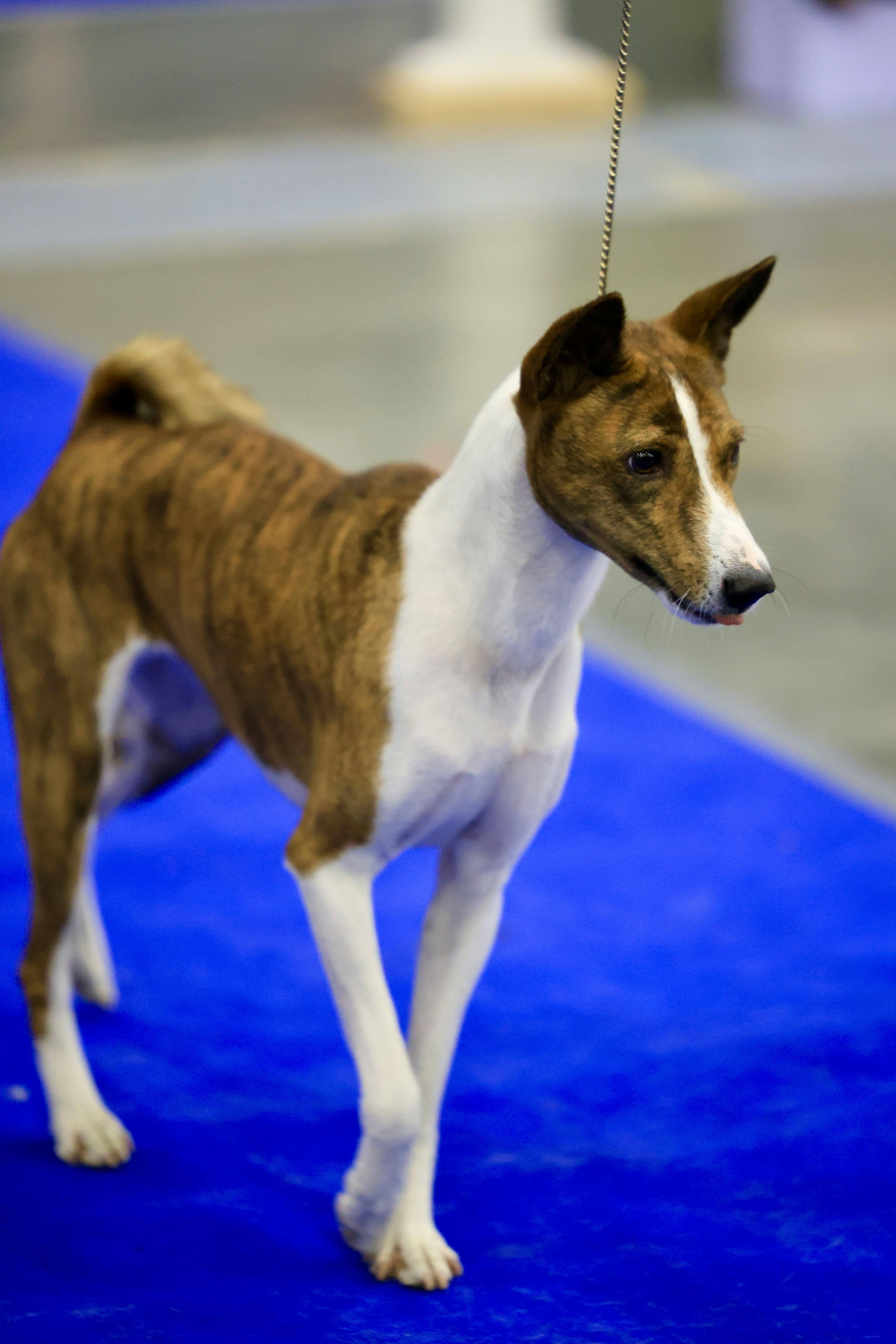 Brindle Basenji at a Dog Show · Free Stock Photo