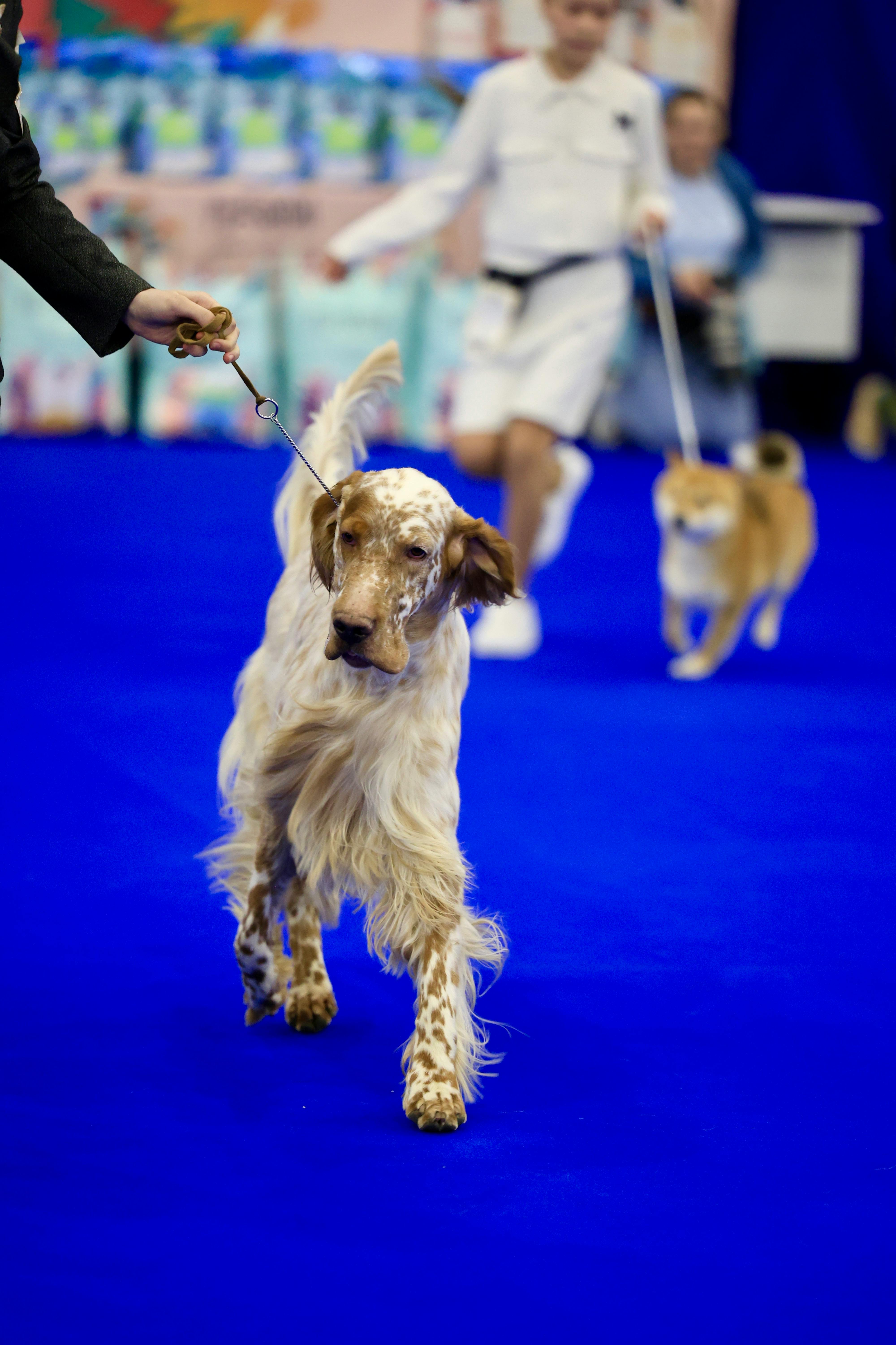 English Setter Led on a Leash During a Dog Show · Free Stock Photo