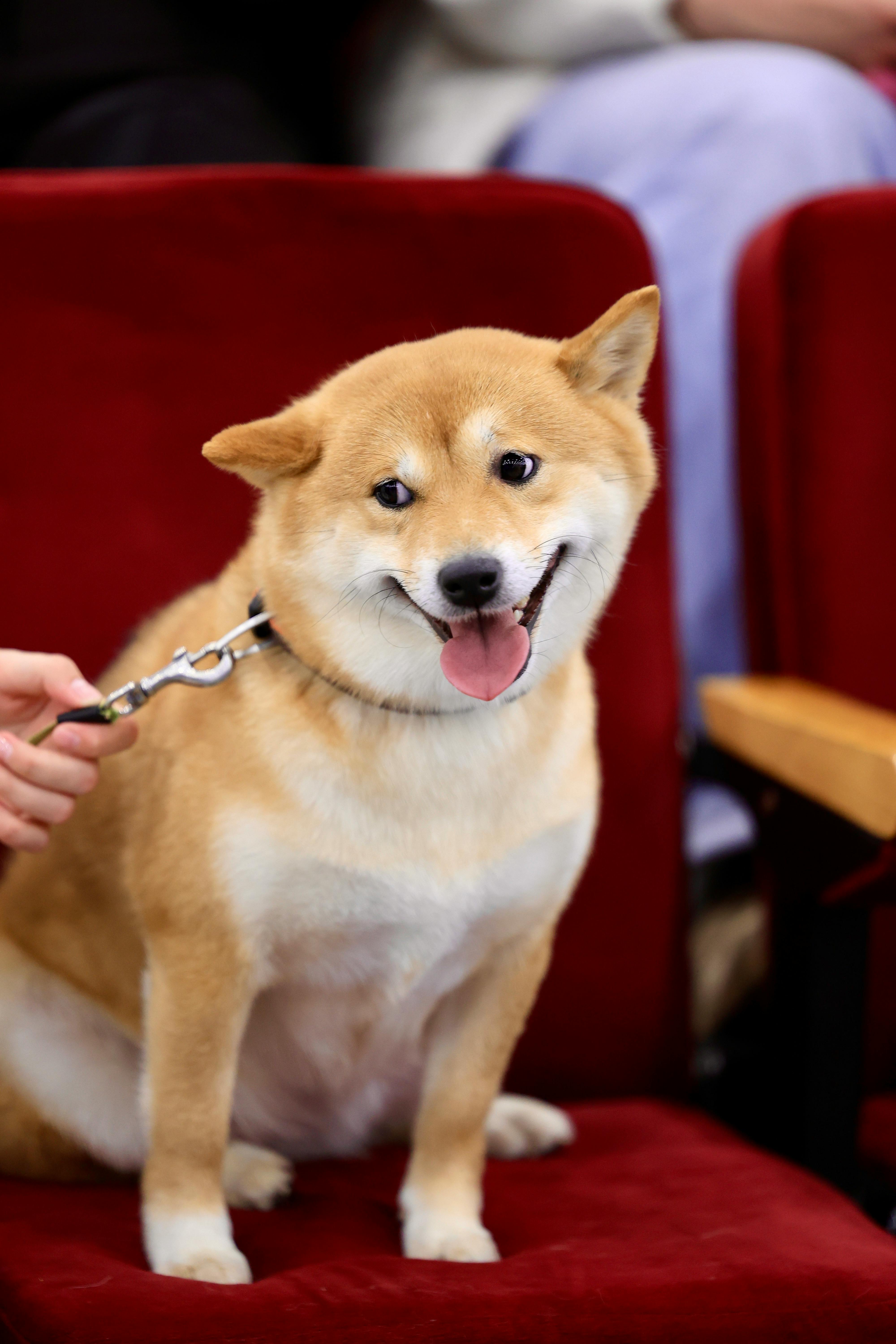 Shiba Inu Dogs Wearing Party Hats · Free Stock Photo