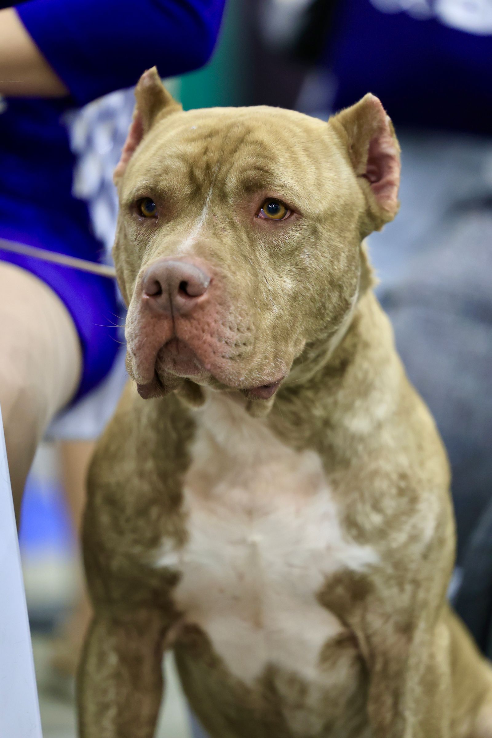 Pit Bull Dog Photos, Download The BEST Free Pit Bull Dog Stock Photos ...