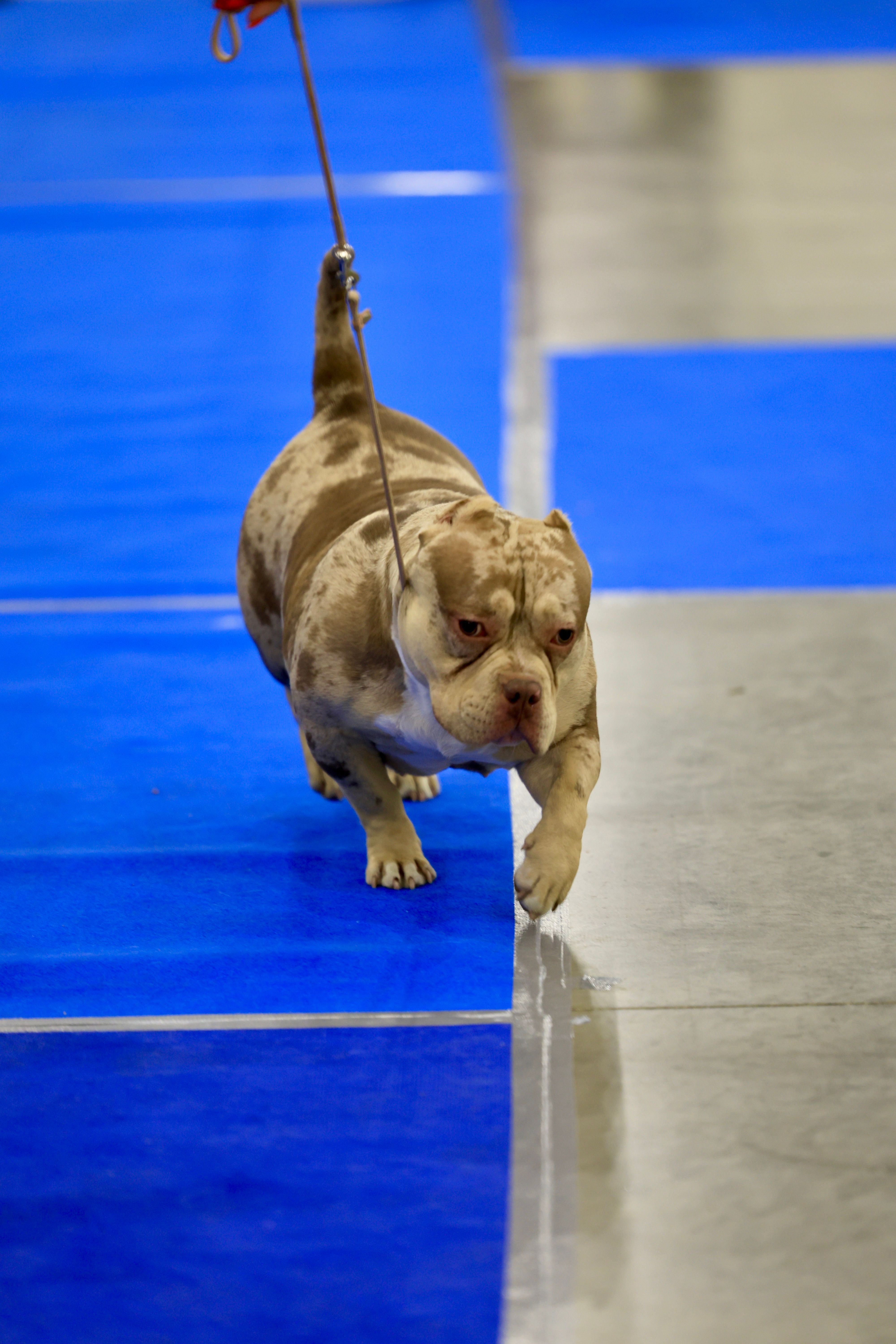 Dog Exhibition Photos, Download The BEST Free Dog Exhibition Stock ...