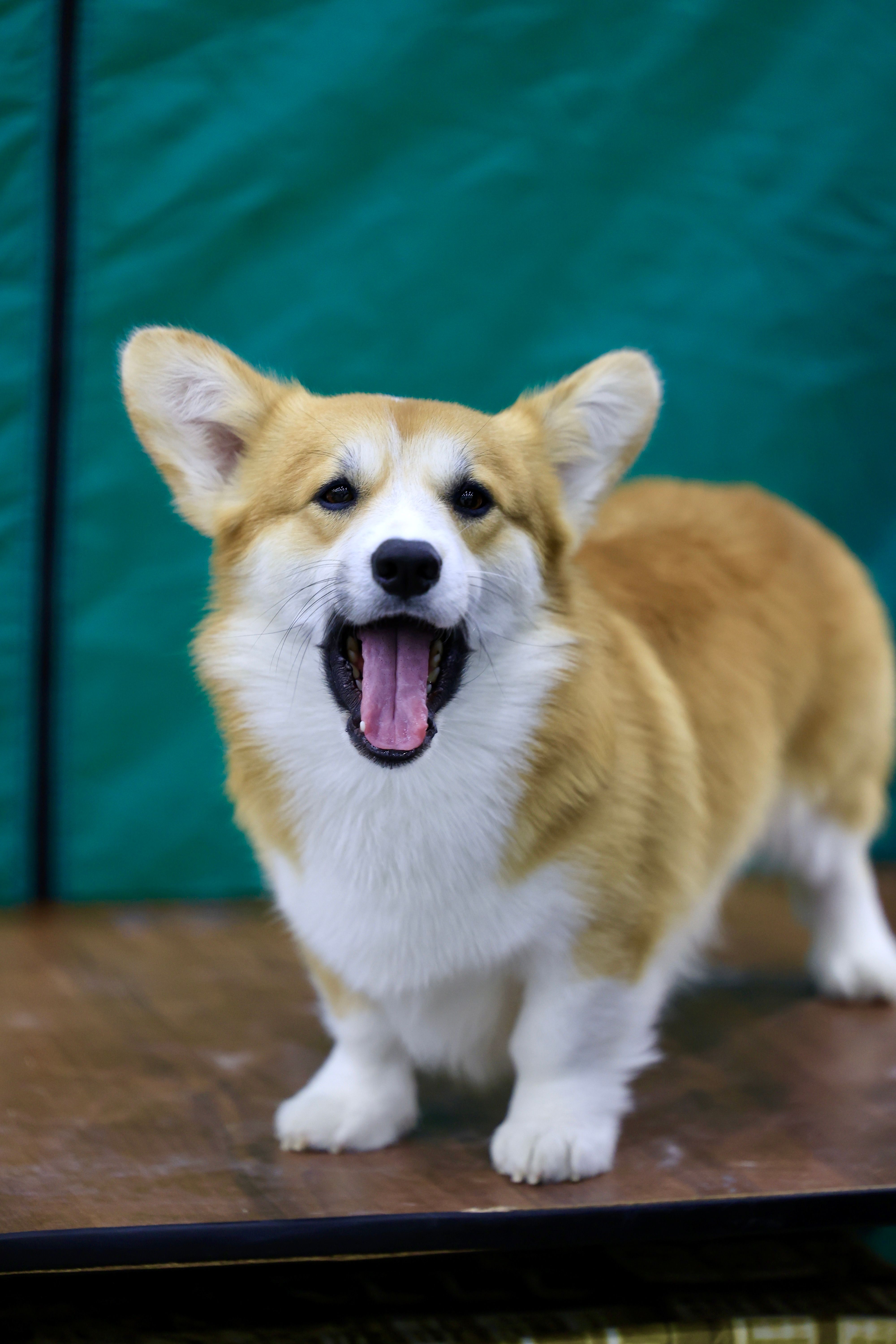 A corgi dog is standing on a table with its mouth open · Free Stock Photo