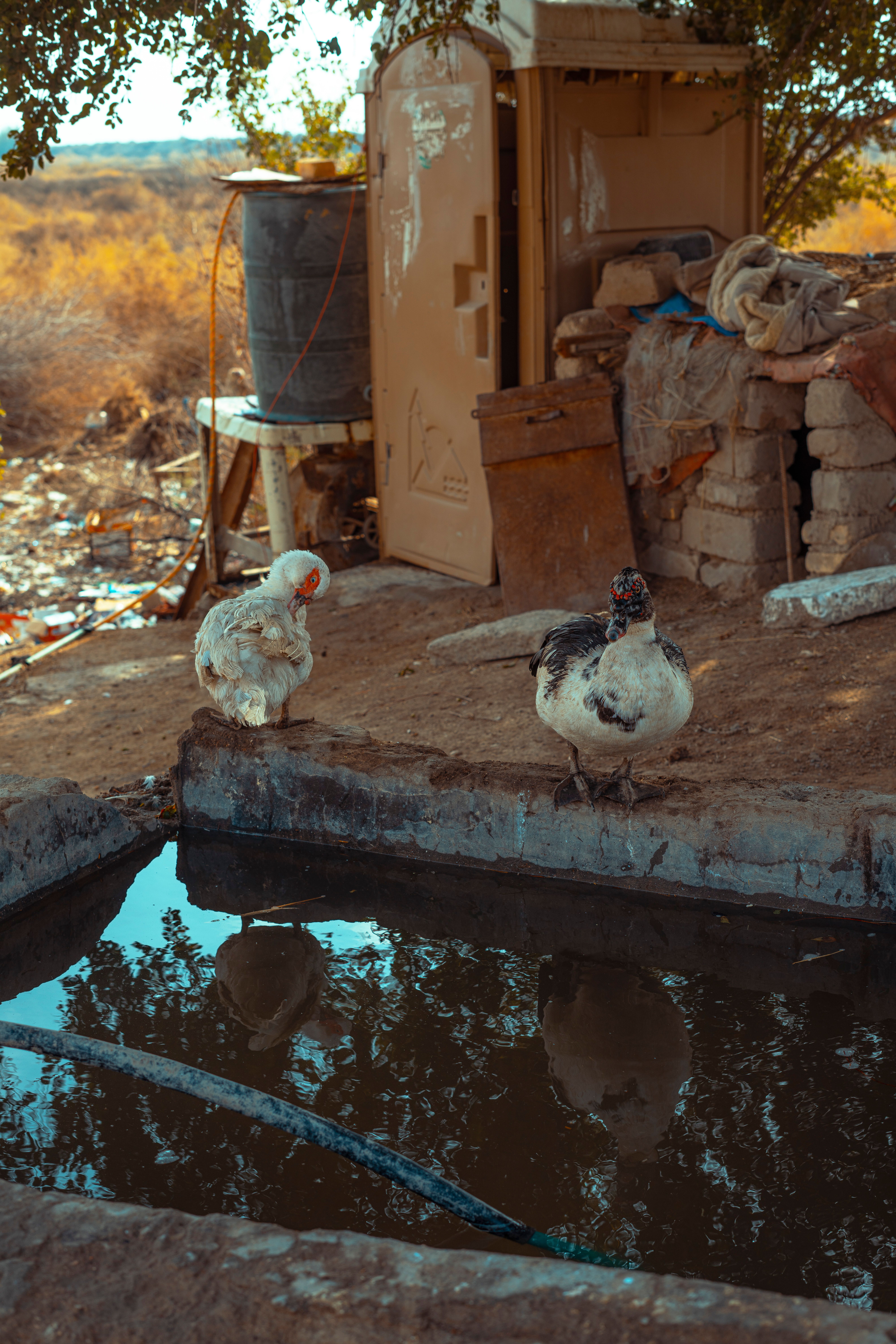 Ducks Standing Pool on Farm · Free Stock Photo