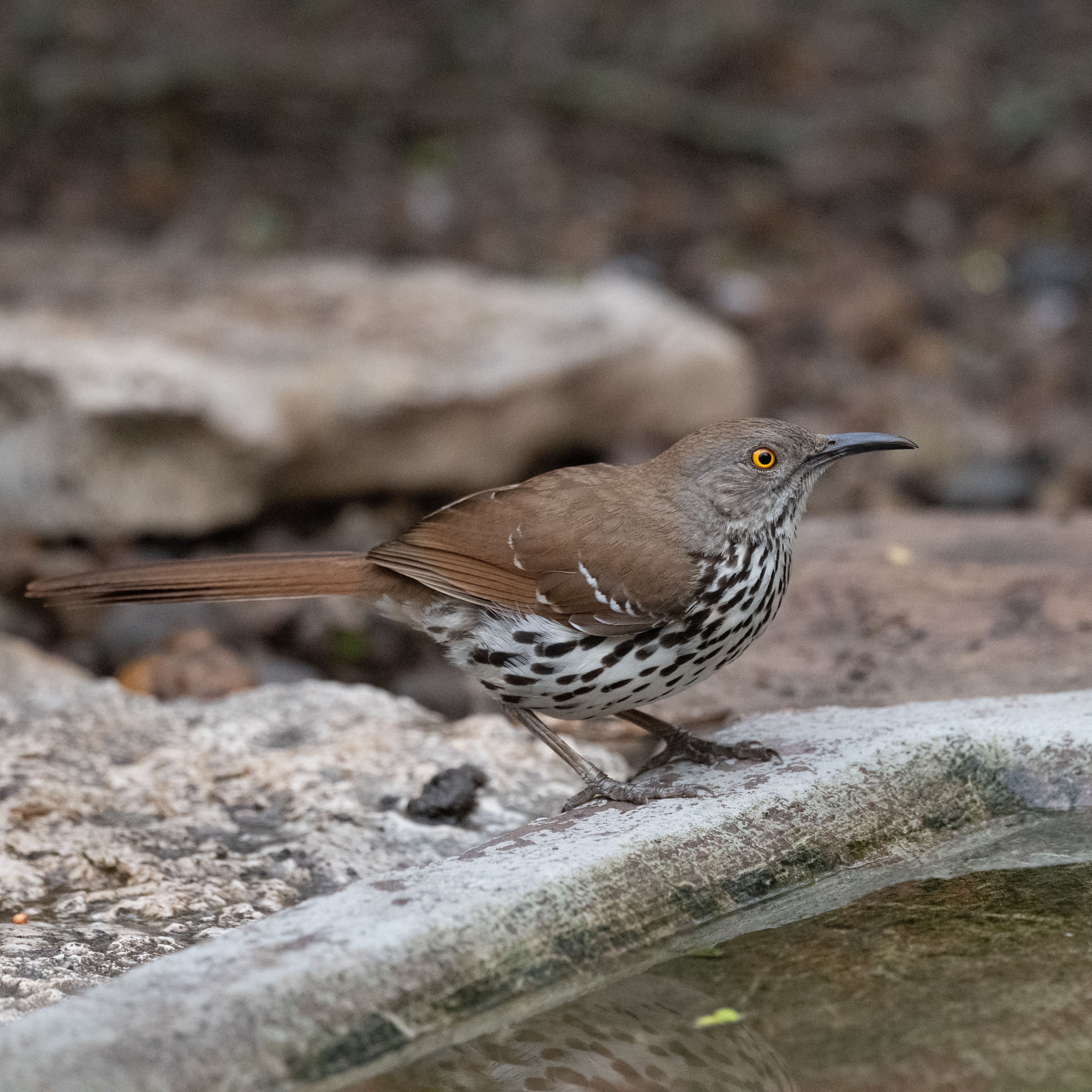 Mockingbird Photos, Download The BEST Free Mockingbird Stock Photos ...