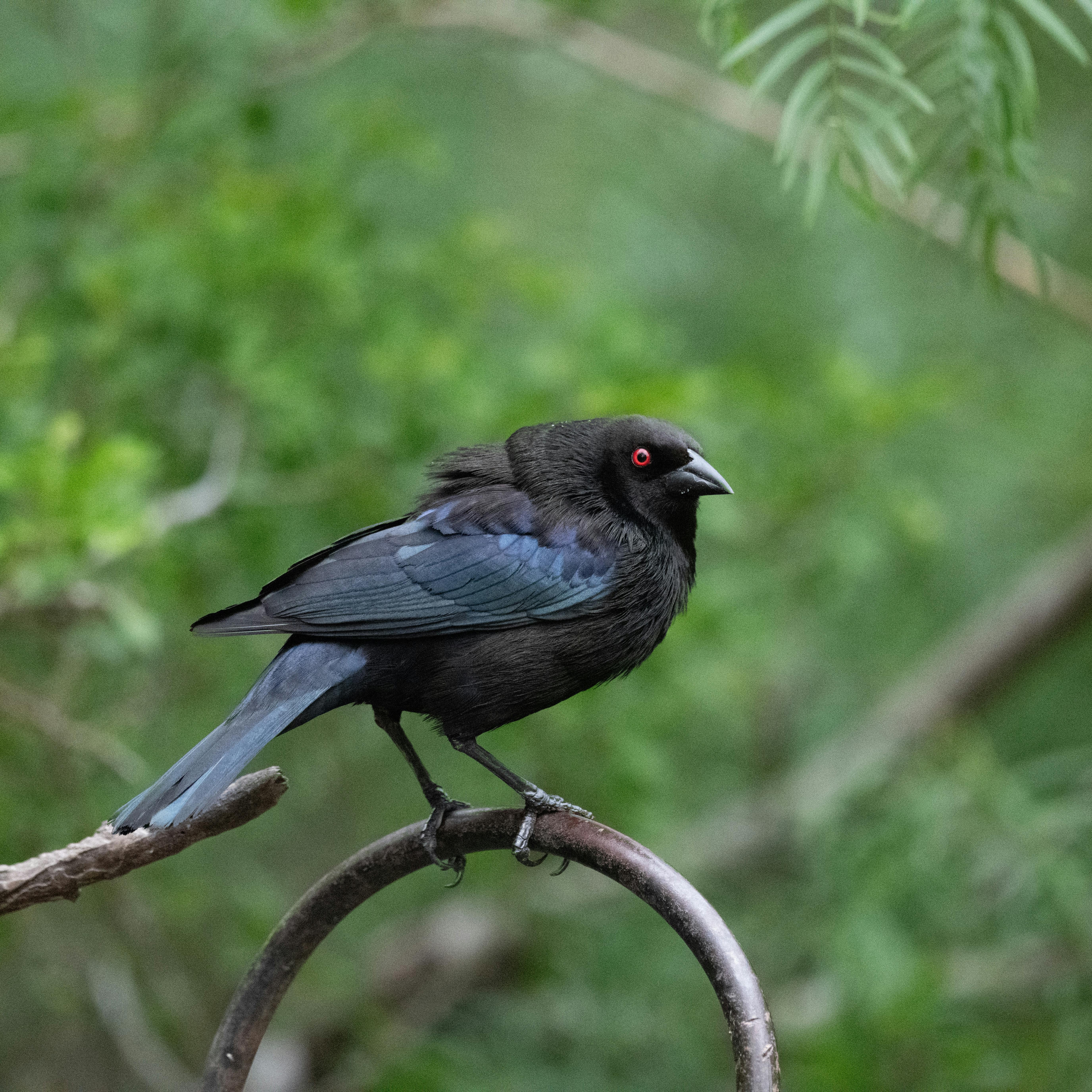 Bronzed Cowbird in Nature · Free Stock Photo