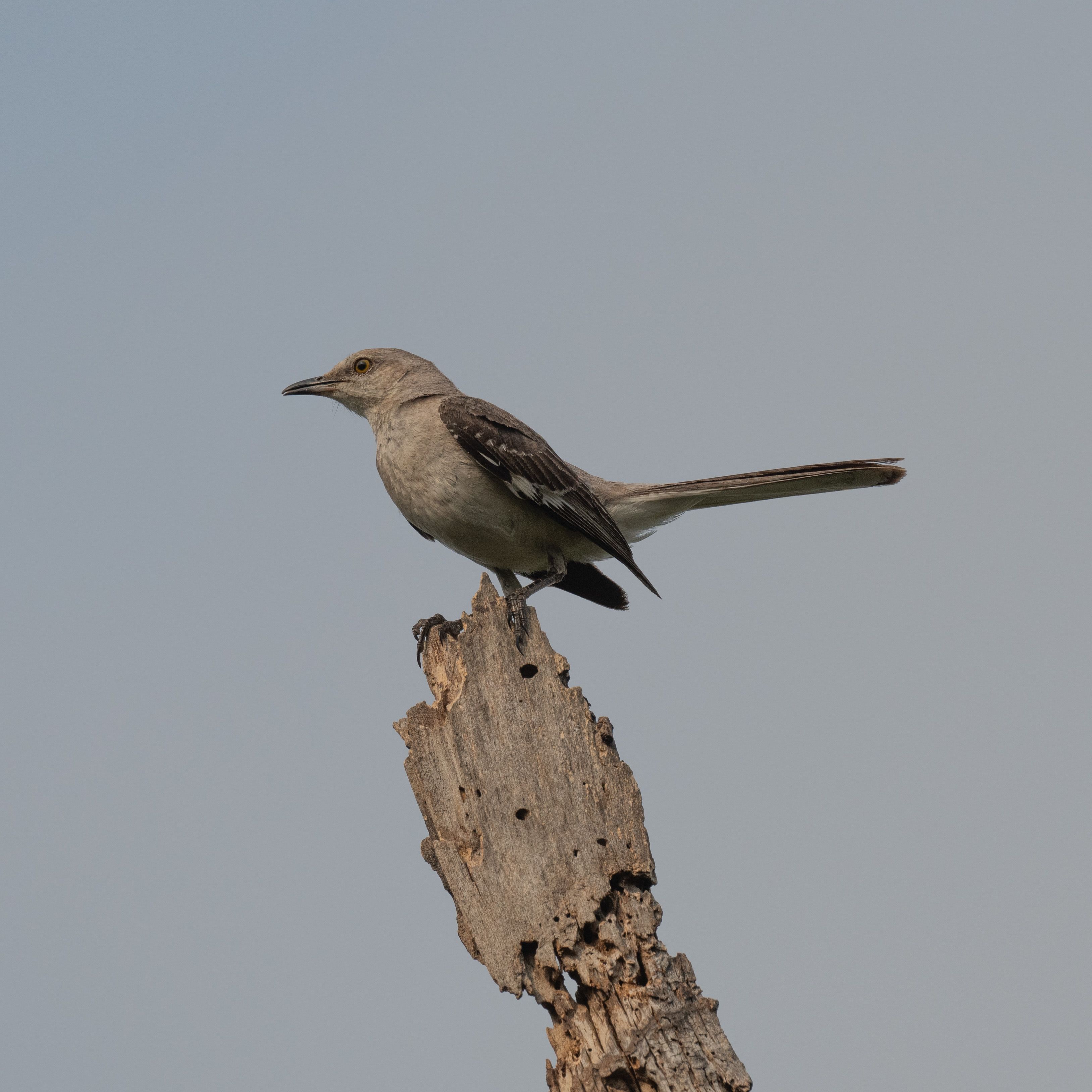 Northern Mockingbird in Nature · Free Stock Photo