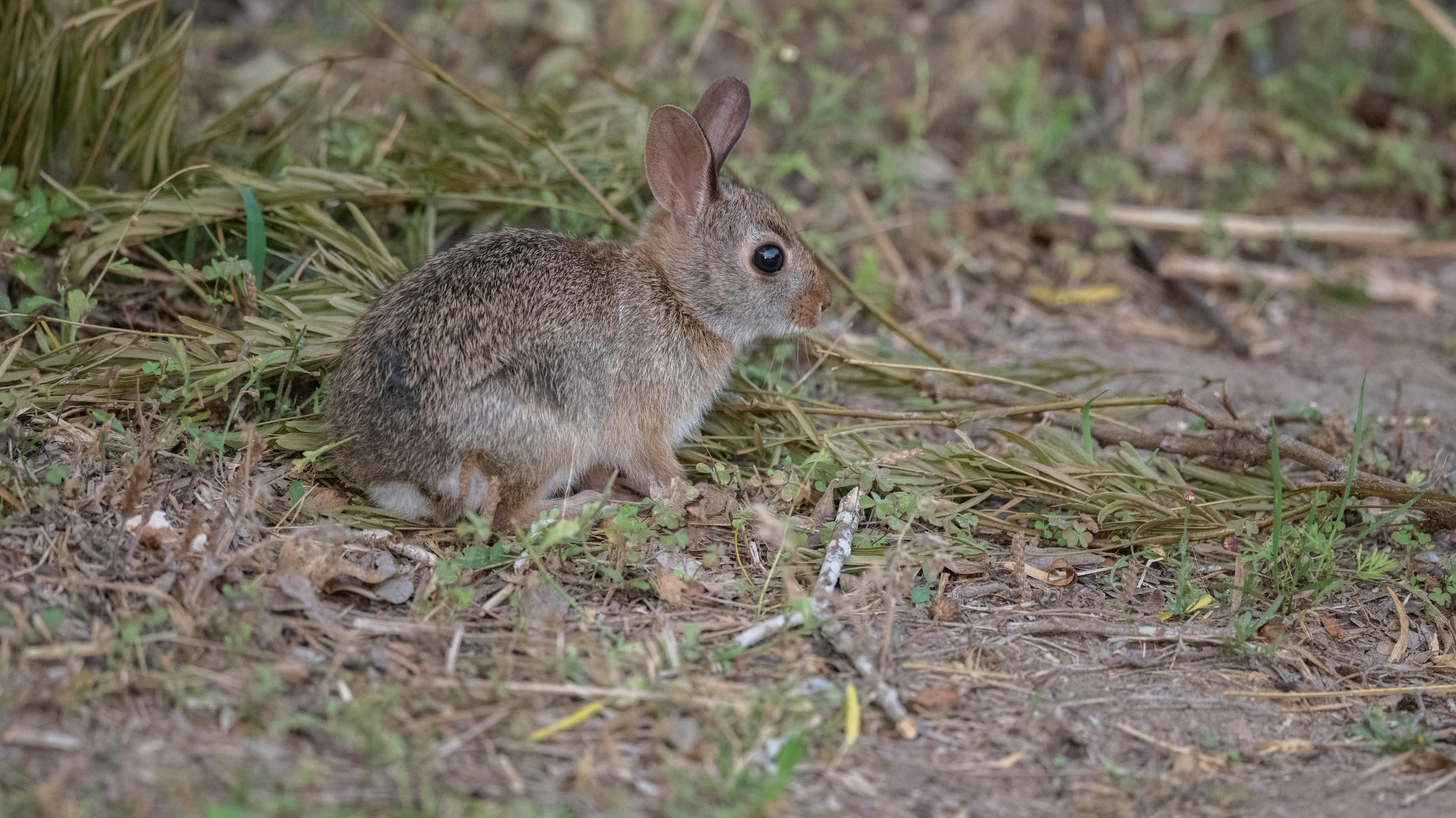 Close-up of a Baby Rabbit · Free Stock Photo