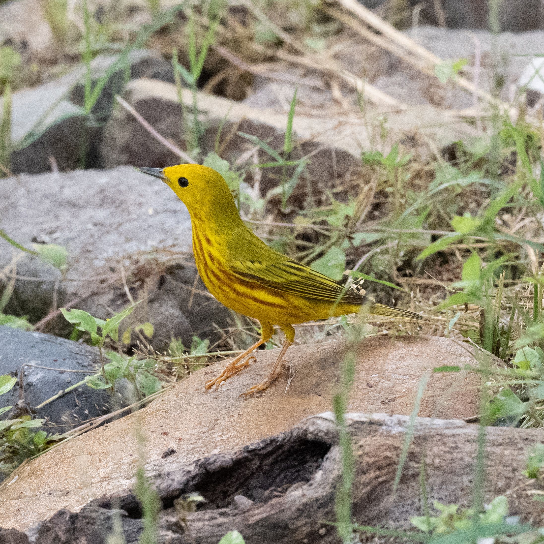 Close-up of a Yellow Warbler · Free Stock Photo