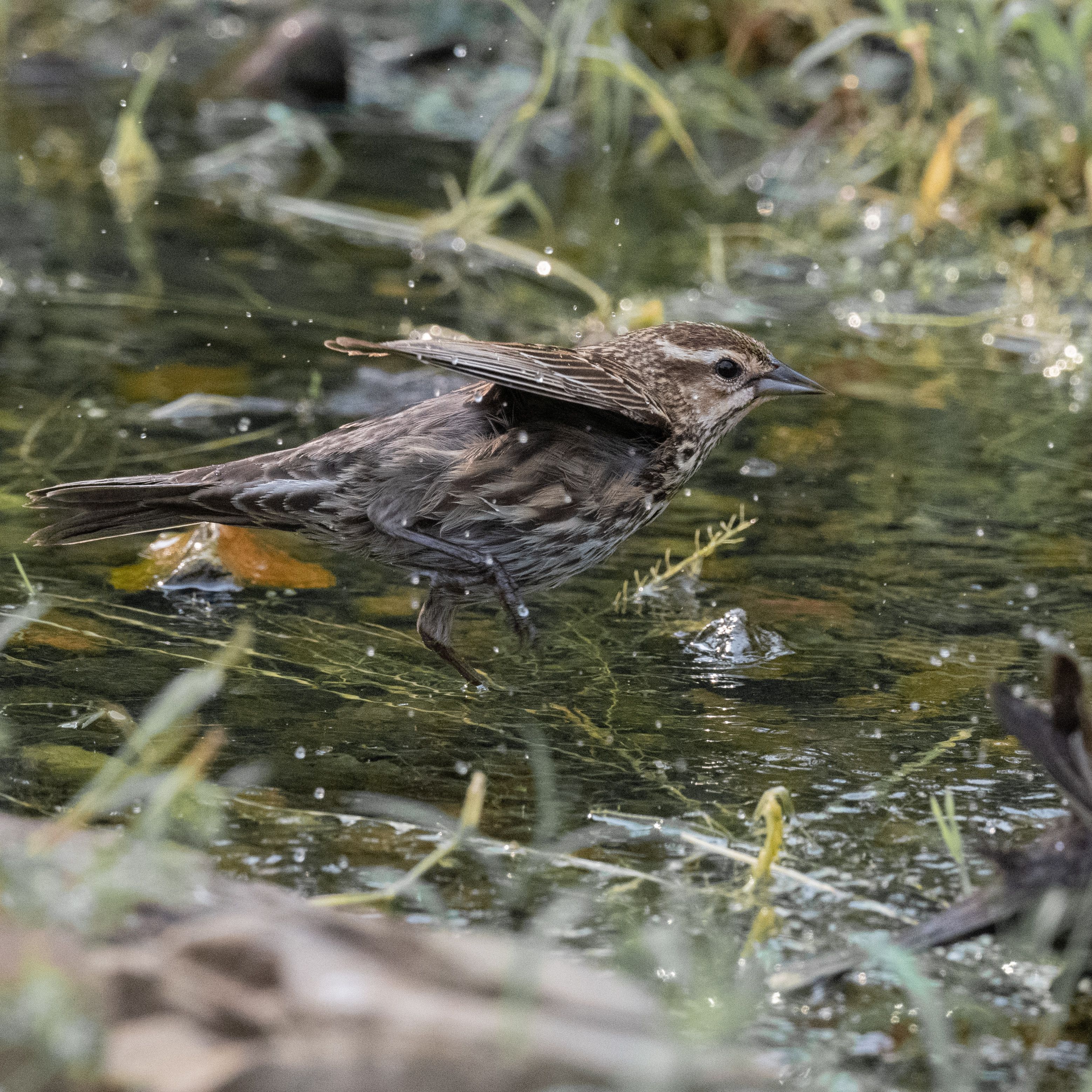 Close-up of a Bird Standing in a Stream · Free Stock Photo