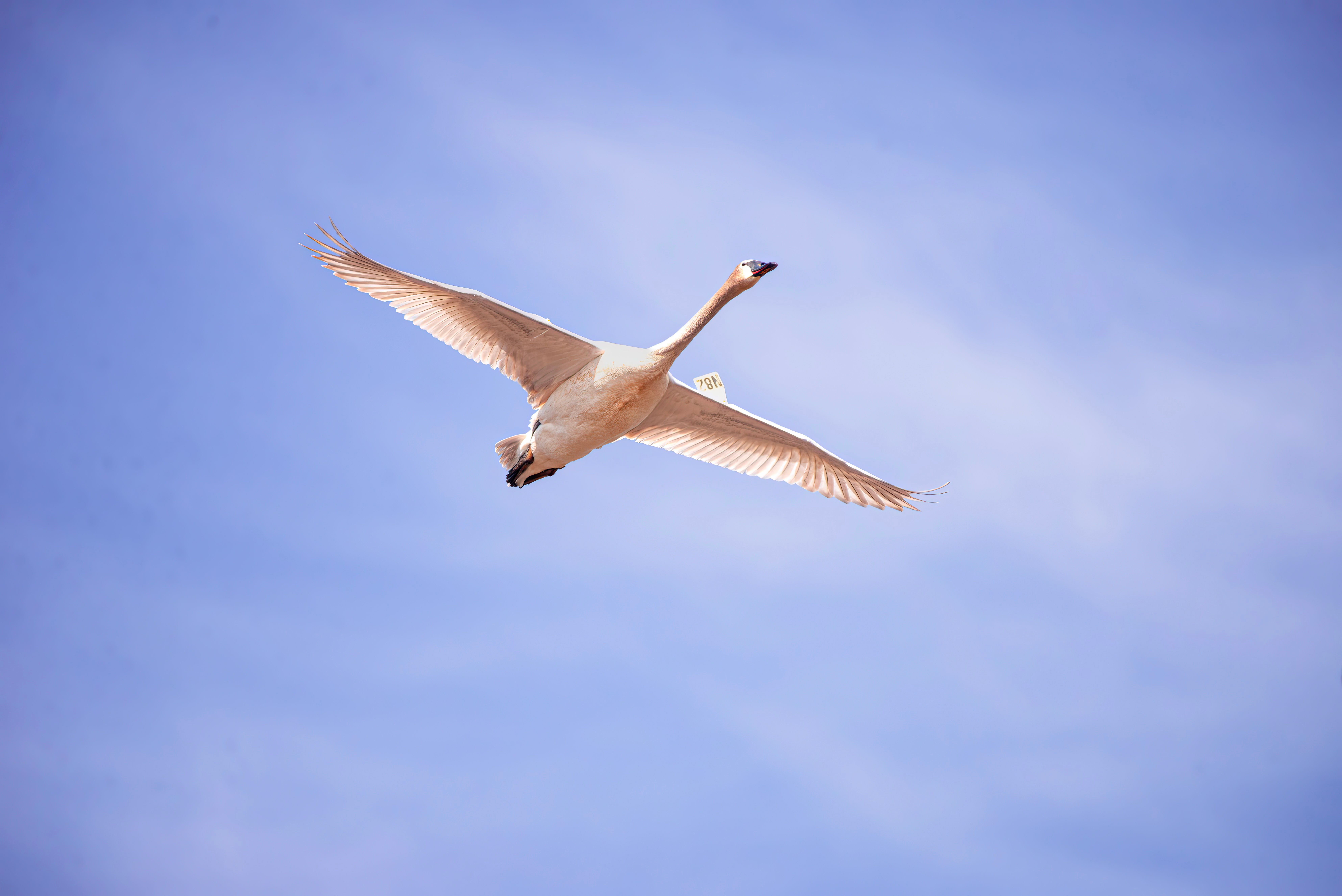 Bird Flying across the Sky · Free Stock Photo