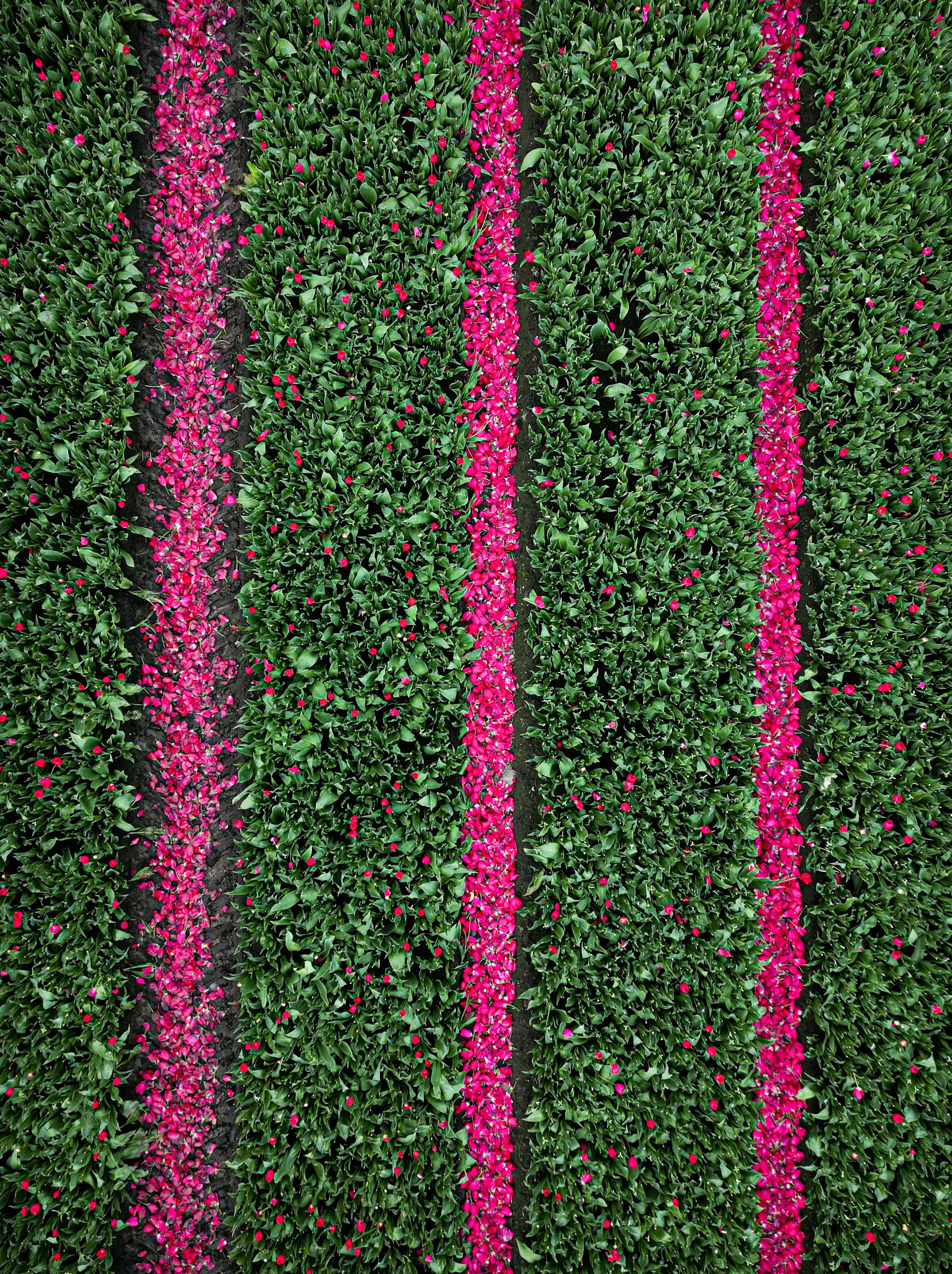 Rows Of Flowers Photos, Download The BEST Free Rows Of Flowers Stock ...