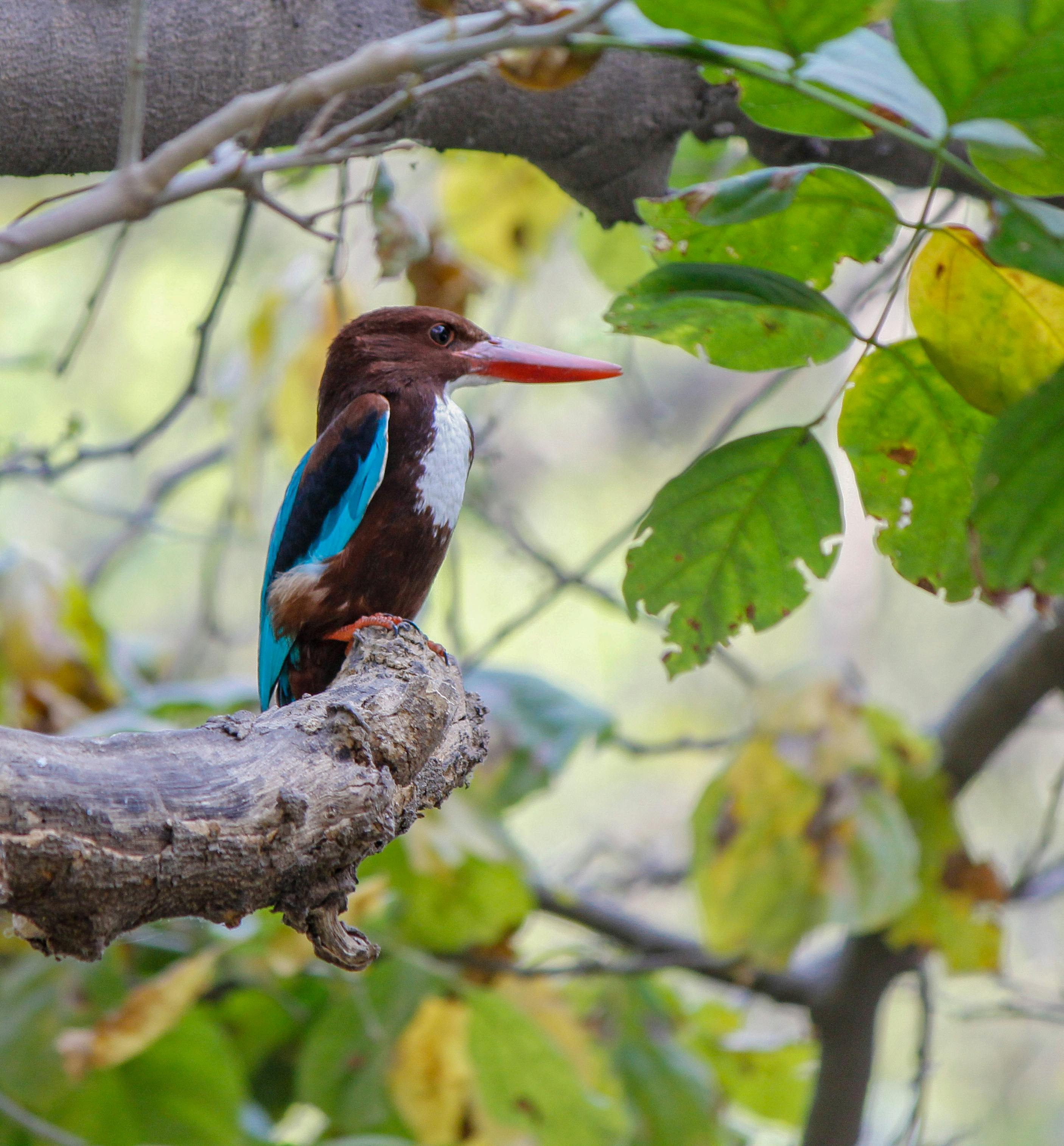 Kingfisher in Nature · Free Stock Photo