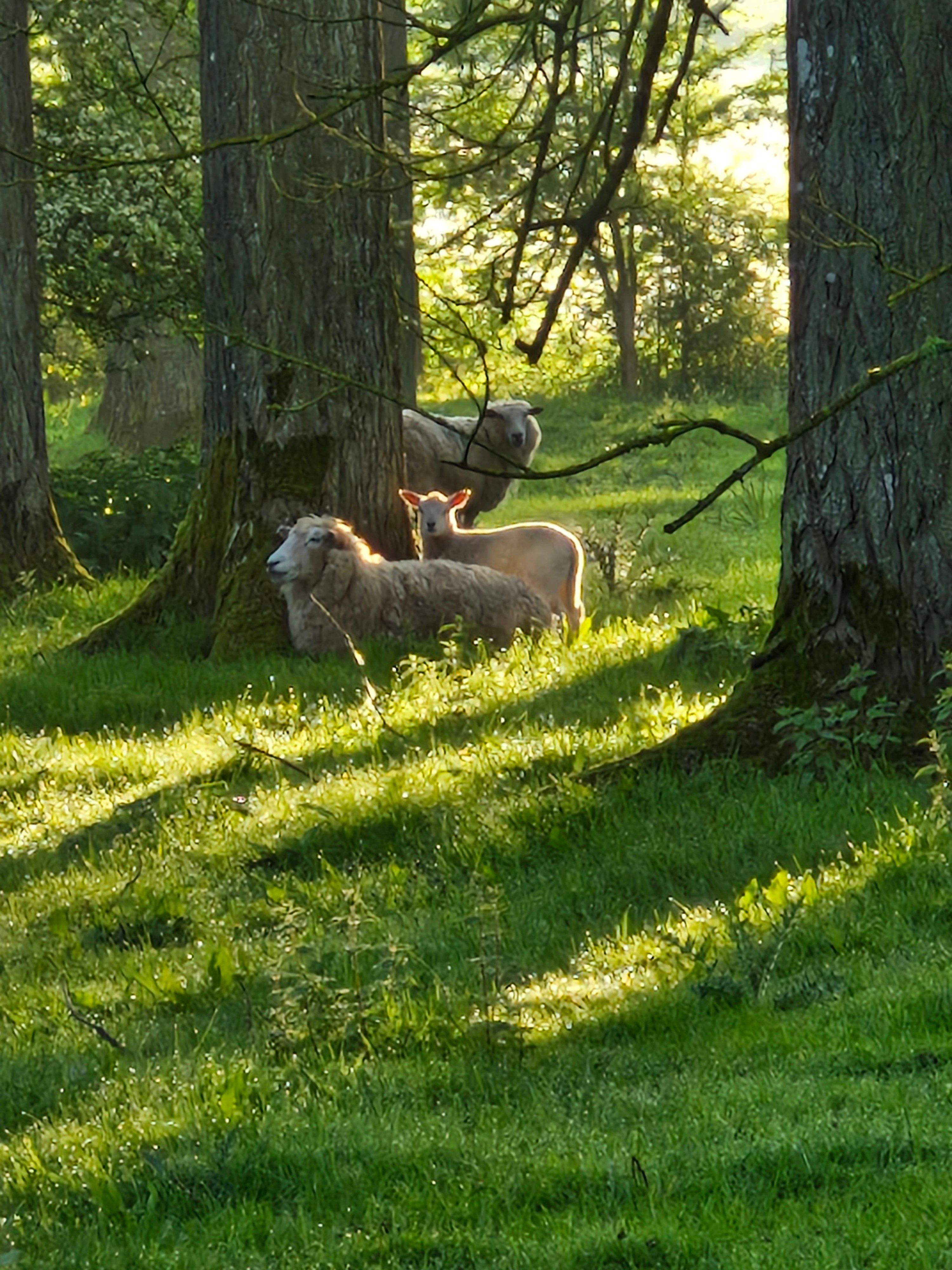 Sheep and Lamb on Meadow in Forest · Free Stock Photo