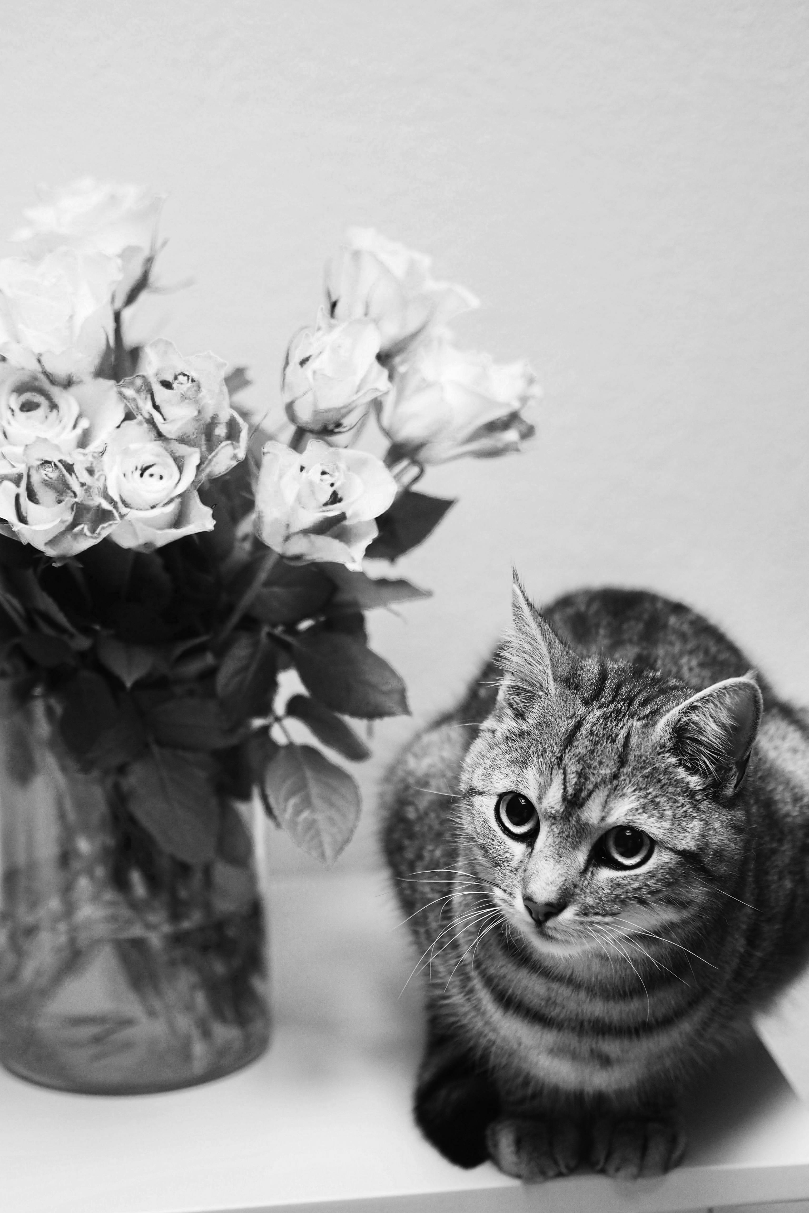 Cat and Roses in Black and White · Free Stock Photo