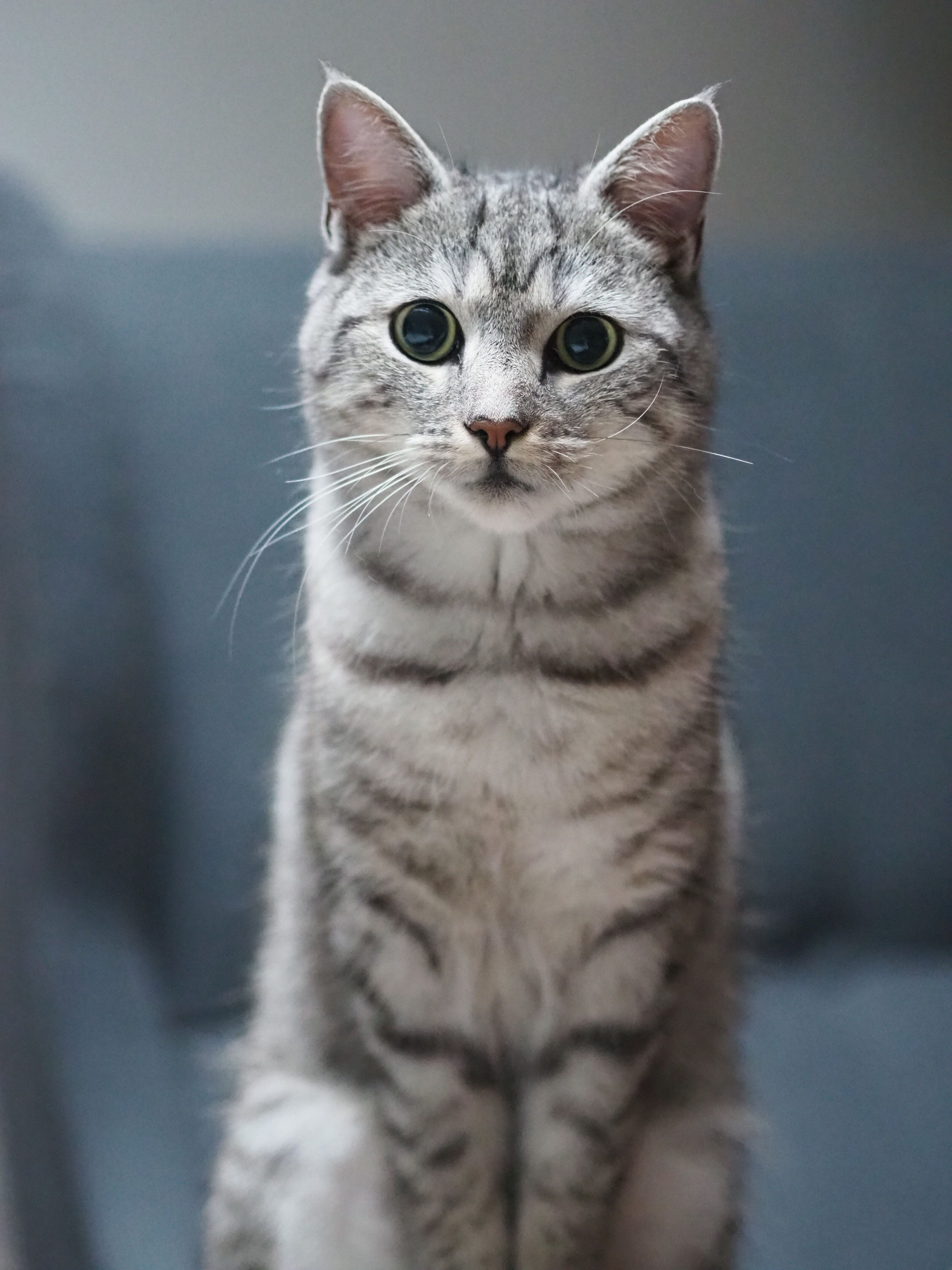 Portrait of Cat · Free Stock Photo
