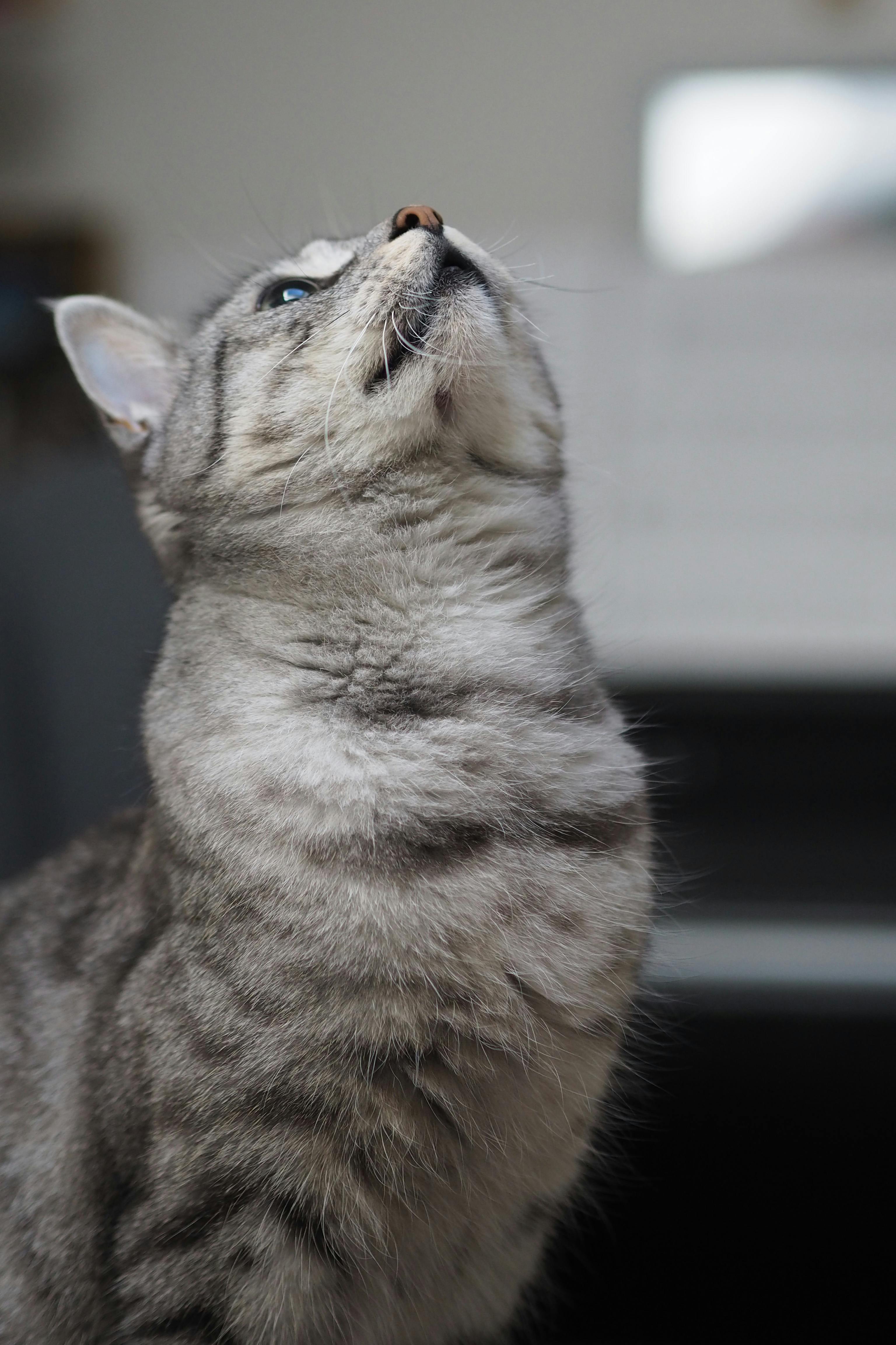 Portrait of Cat Looking Up · Free Stock Photo
