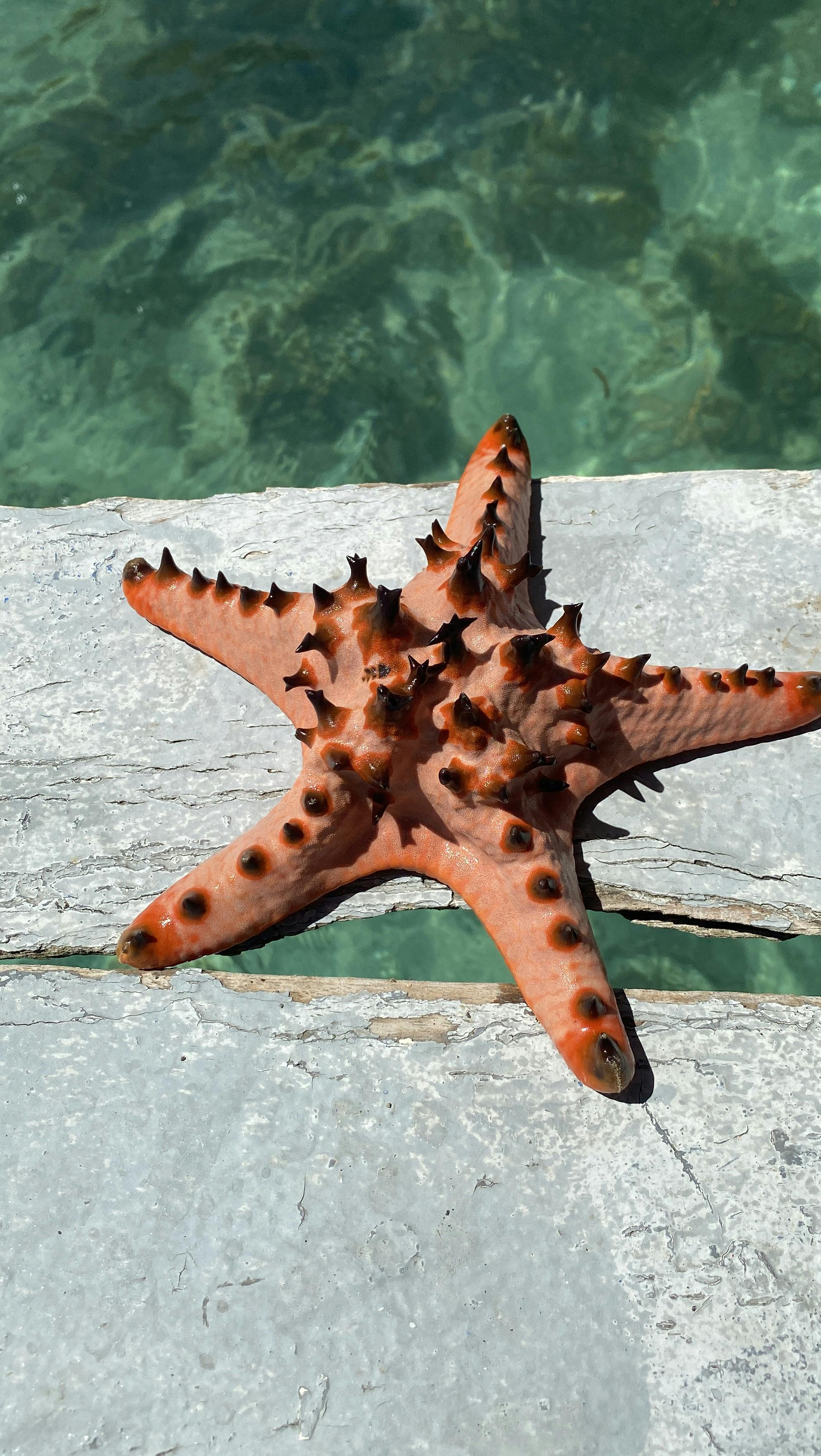 Starfishes on the Beach · Free Stock Photo