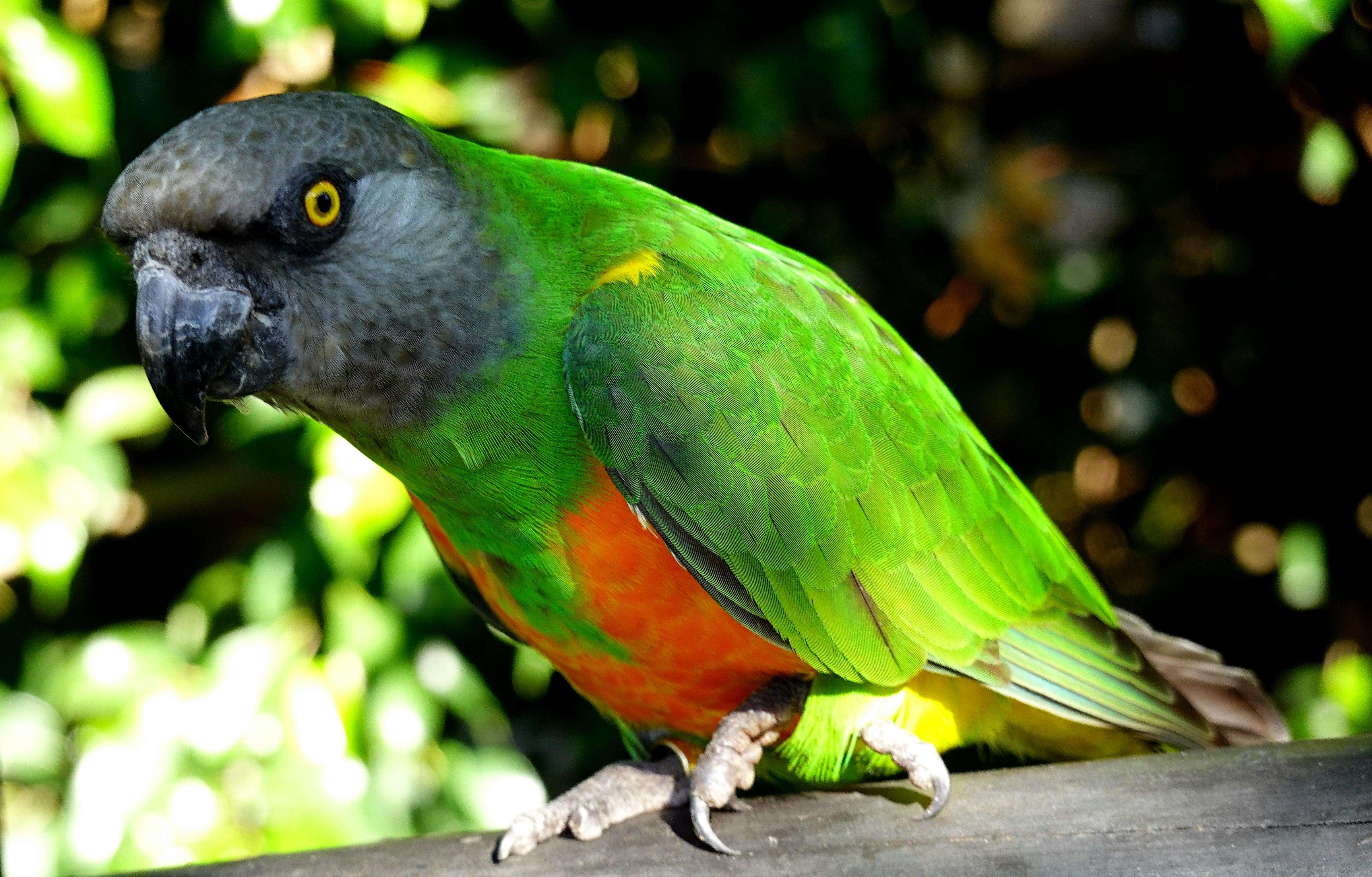 Parrot Senegal Photos, Download The BEST Free Parrot Senegal Stock ...