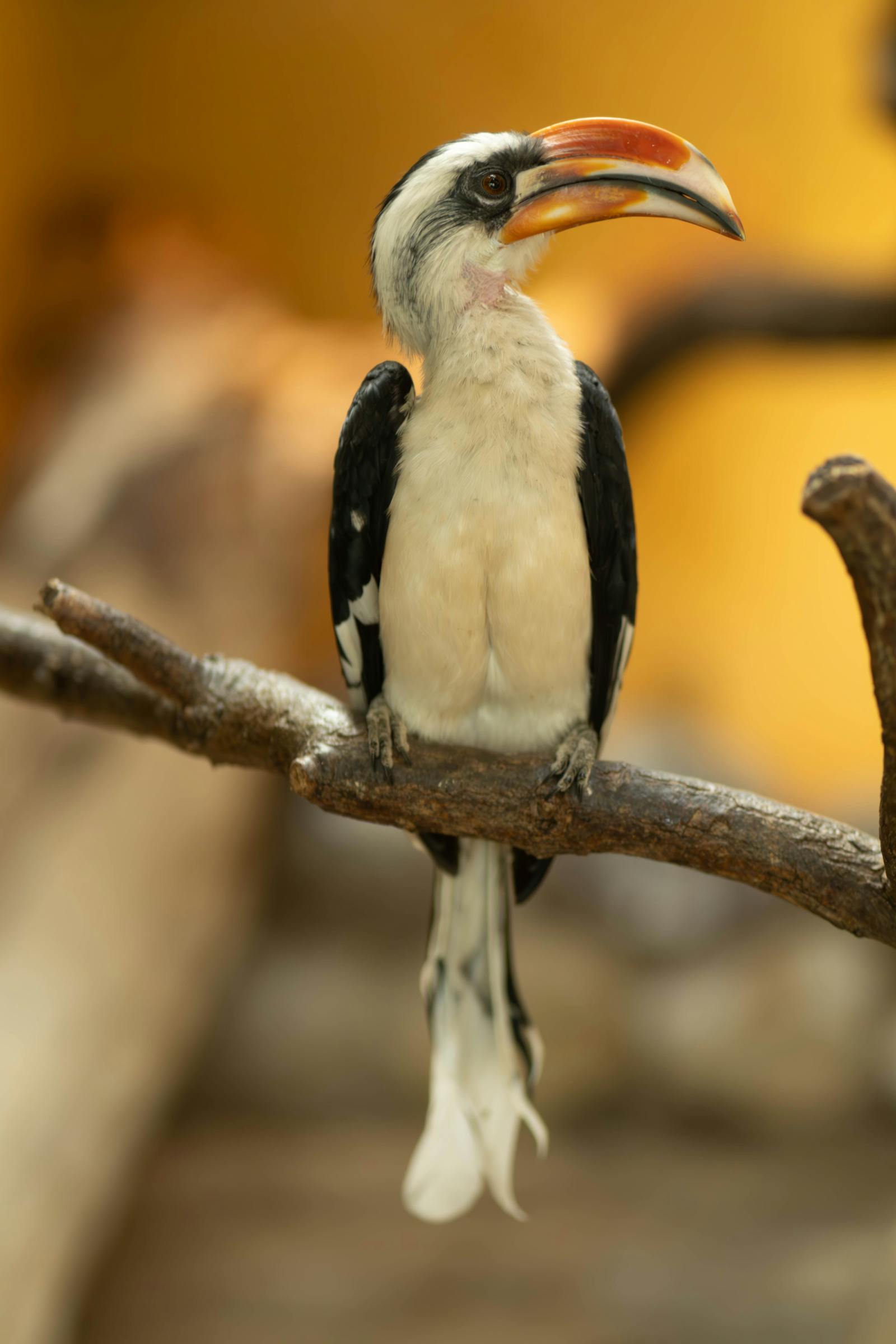 Hornbill Photos, Download The BEST Free Hornbill Stock Photos & HD Images