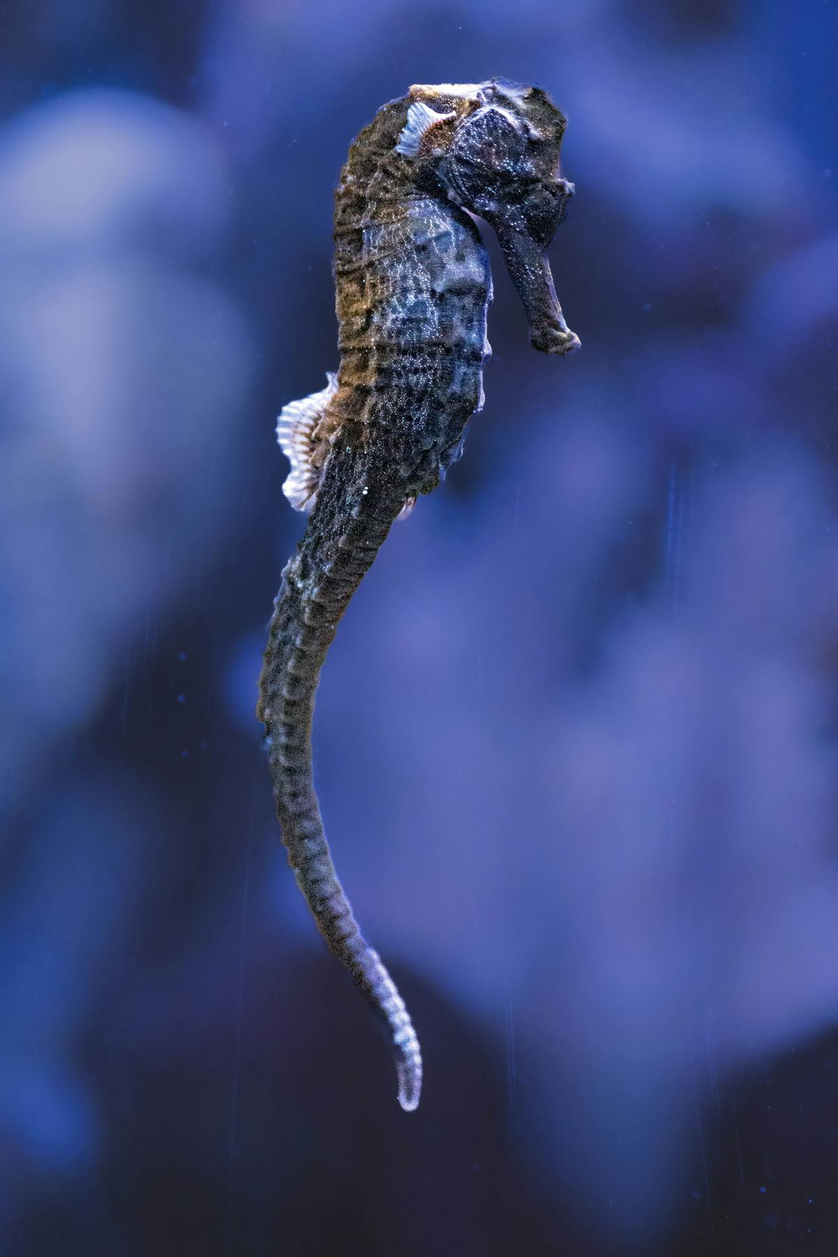 Seahorse Photos, Download The BEST Free Seahorse Stock Photos & HD Images
