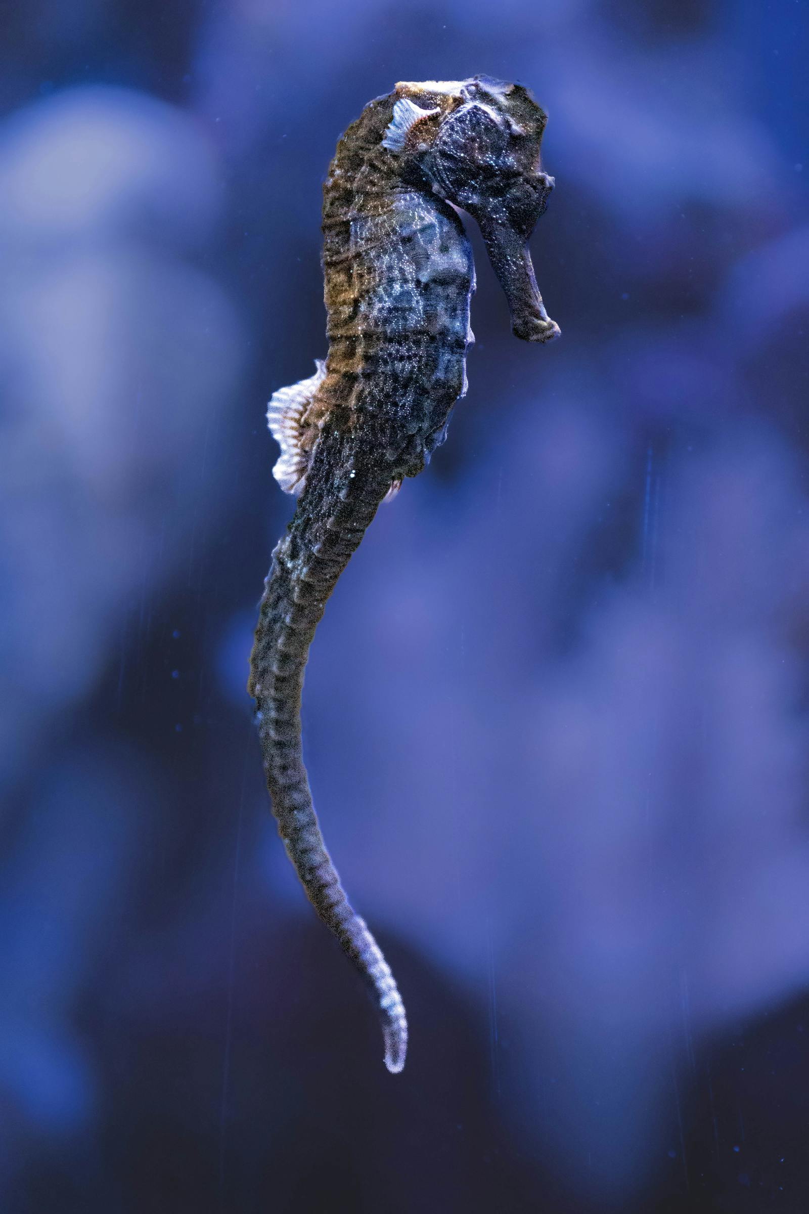 Seahorse Photos, Download The BEST Free Seahorse Stock Photos & HD Images