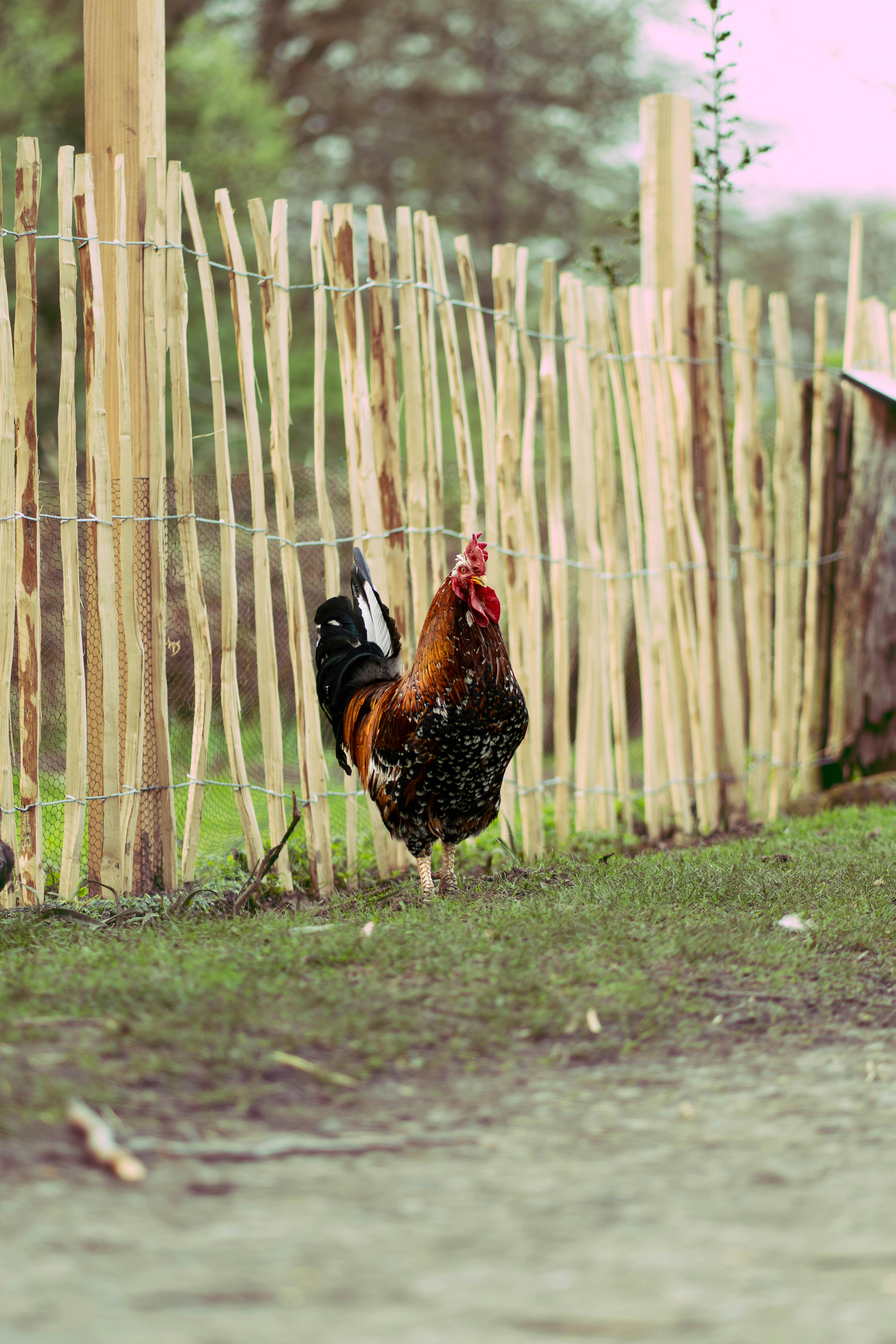 Rooster Teeth Photos, Download The BEST Free Rooster Teeth Stock Photos ...