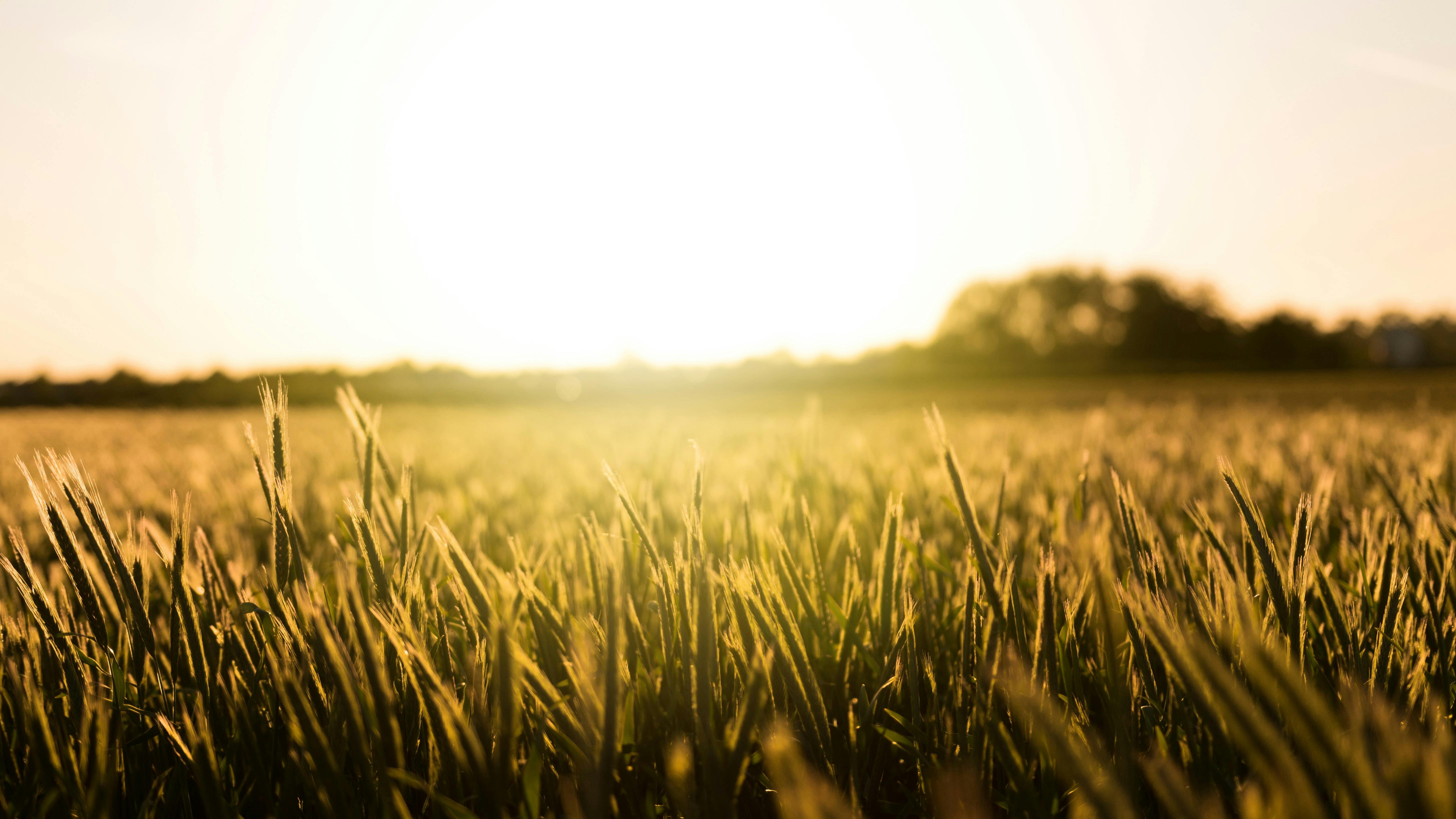 Wheat Field in Close Up Photography · Free Stock Photo