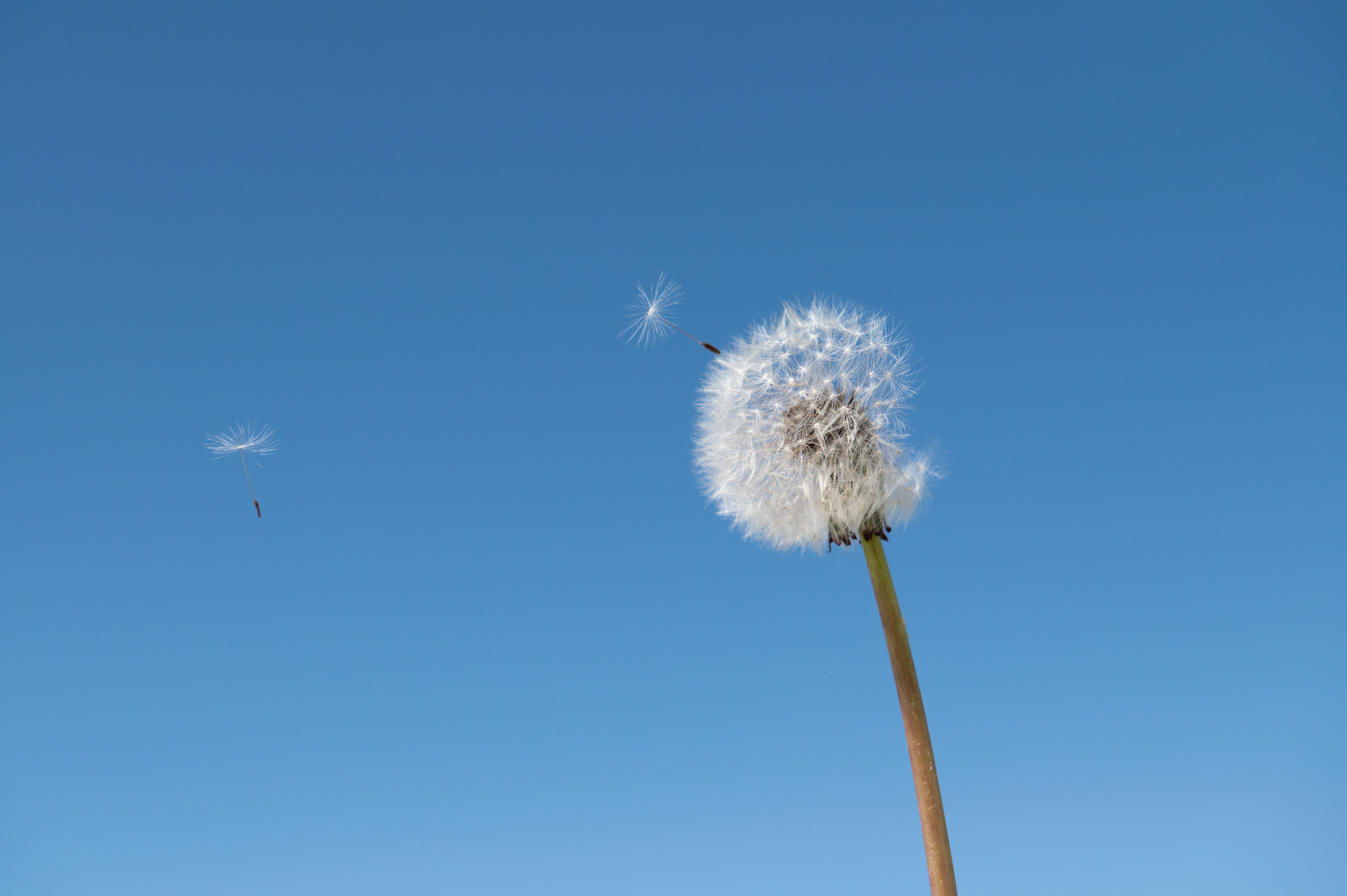 Dandelion Blue Flower Photos Download The Best Free Dandelion Blue