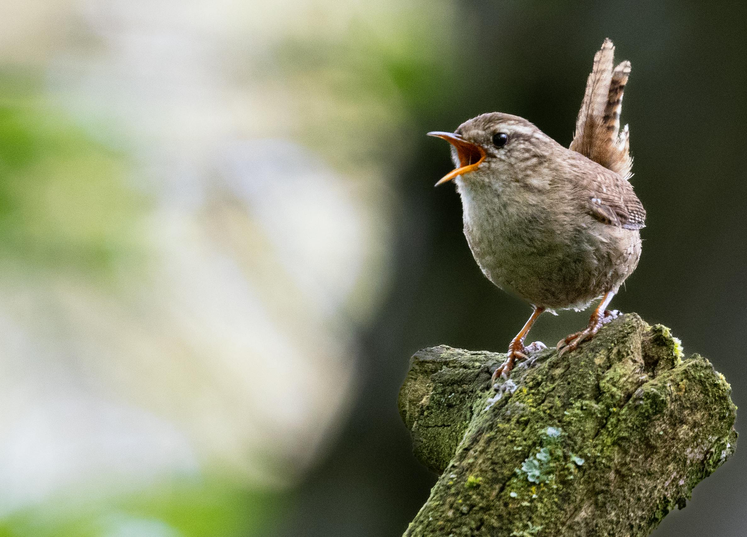 Close-up of the Eurasian Wren · Free Stock Photo