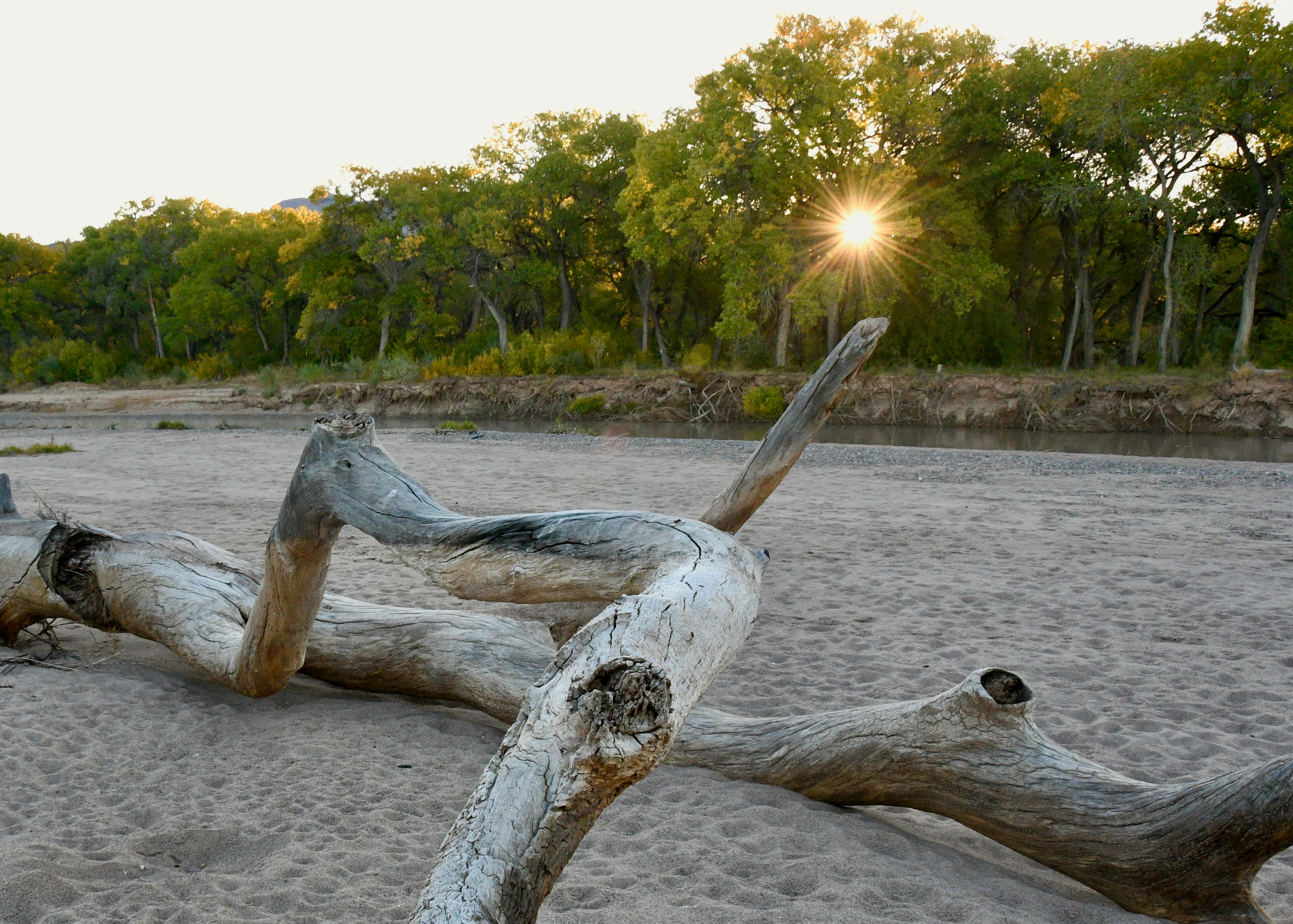 Corrales Bosque Photos, Download The BEST Free Corrales Bosque Stock ...