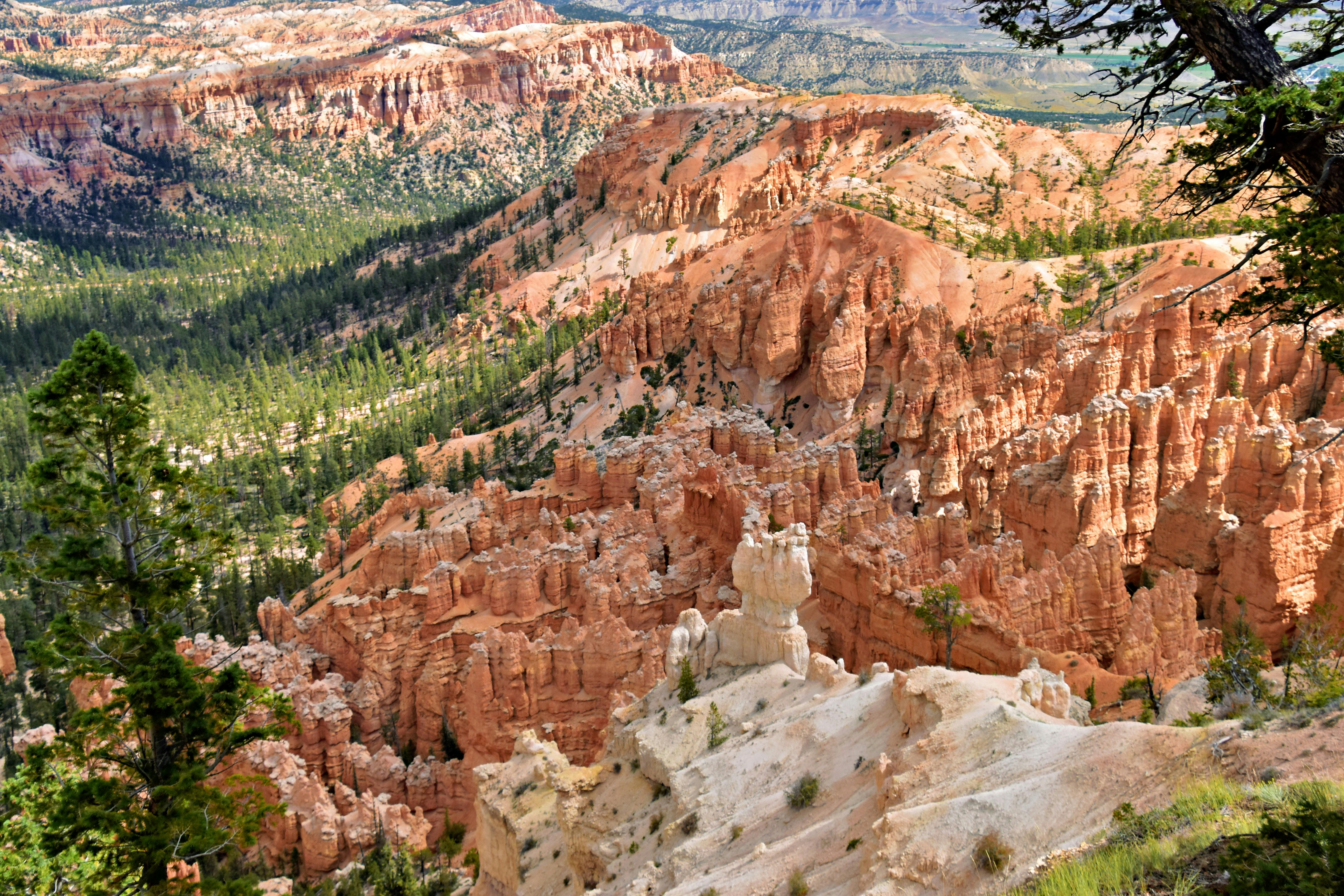 Coniferous Trees Growing in Bryce Canyon National Park · Free Stock Photo