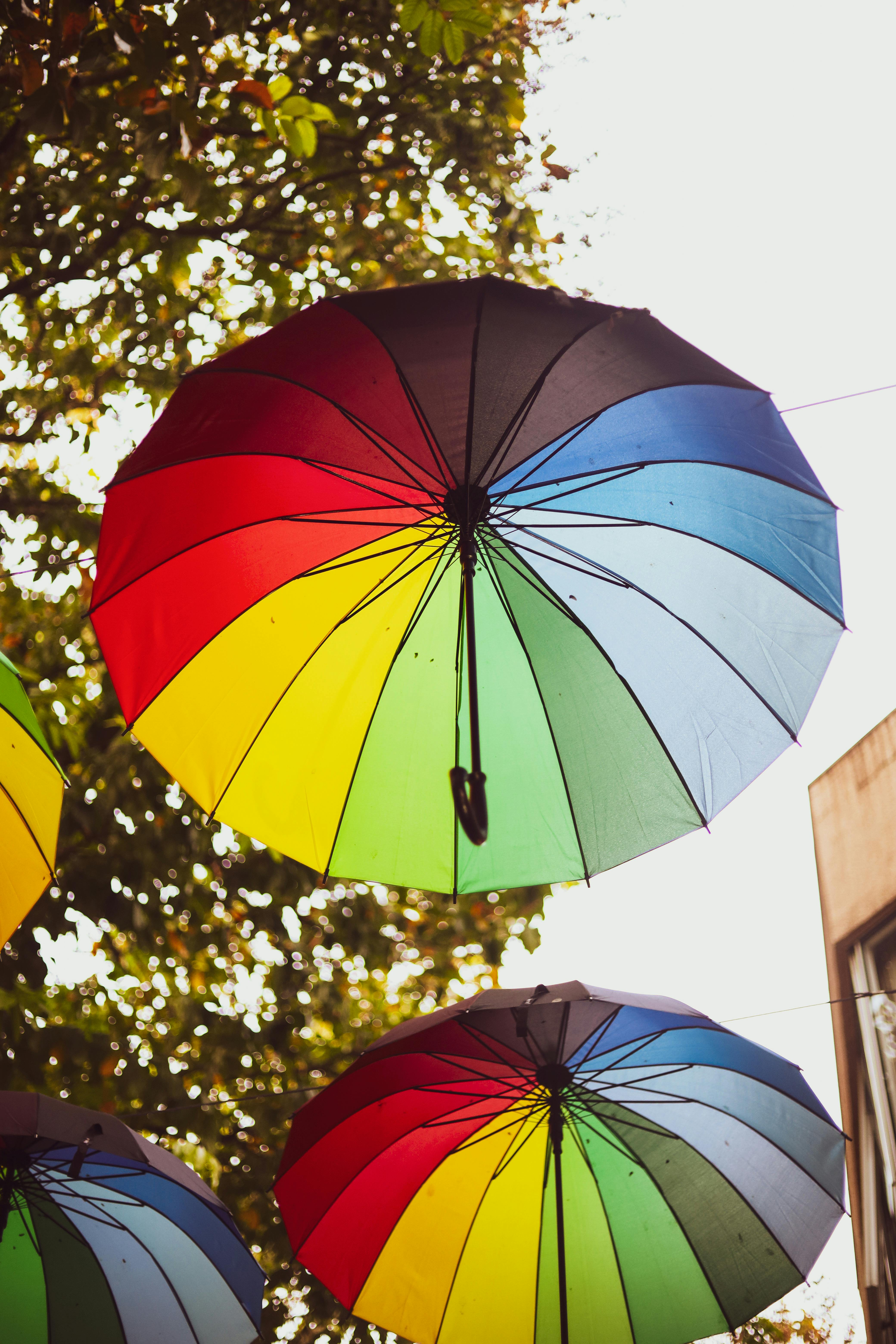 A group of colorful umbrellas hanging from a tree · Free Stock Photo