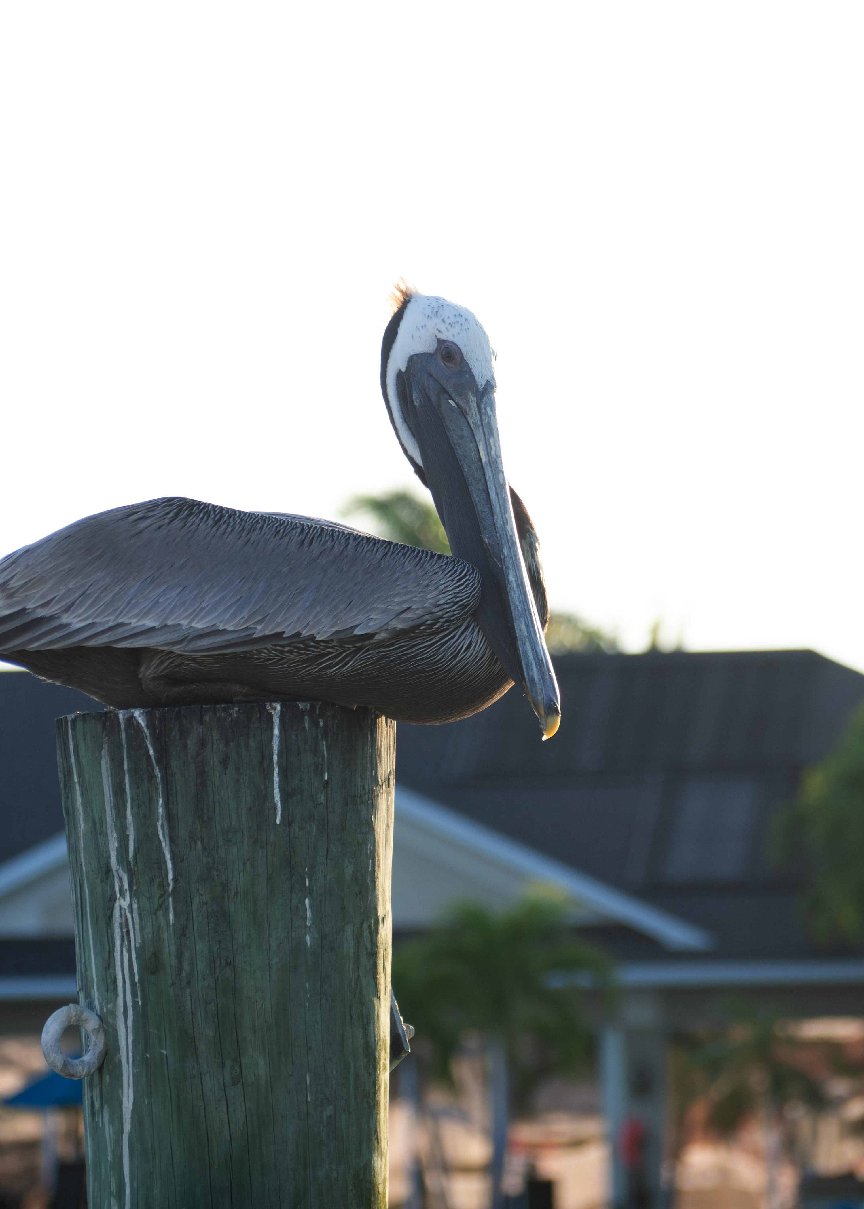 Waterbirds 19 Photos & Videos Collected by Alexa Heinrich