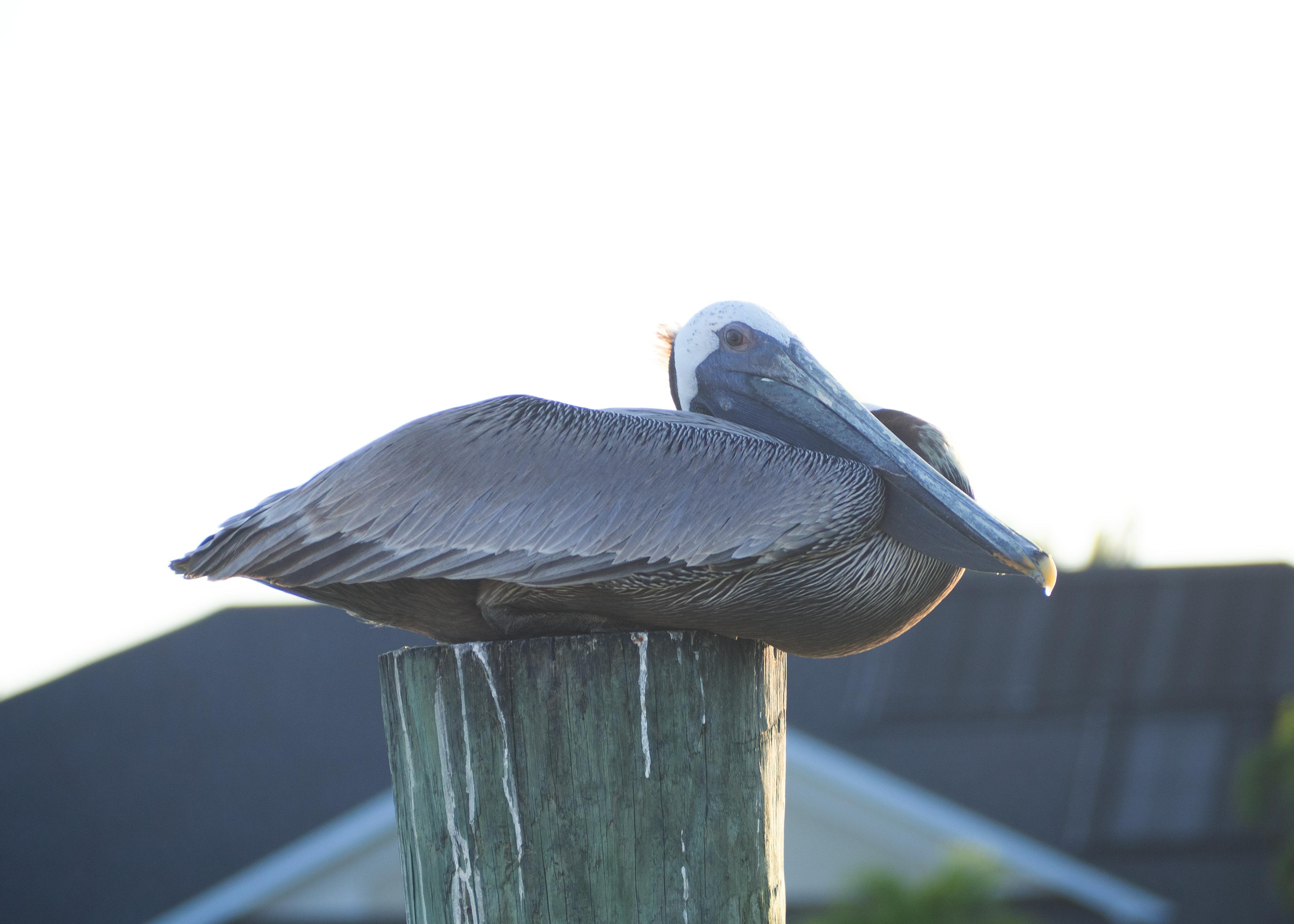 Waterbirds 19 Photos & Videos Collected by Alexa Heinrich