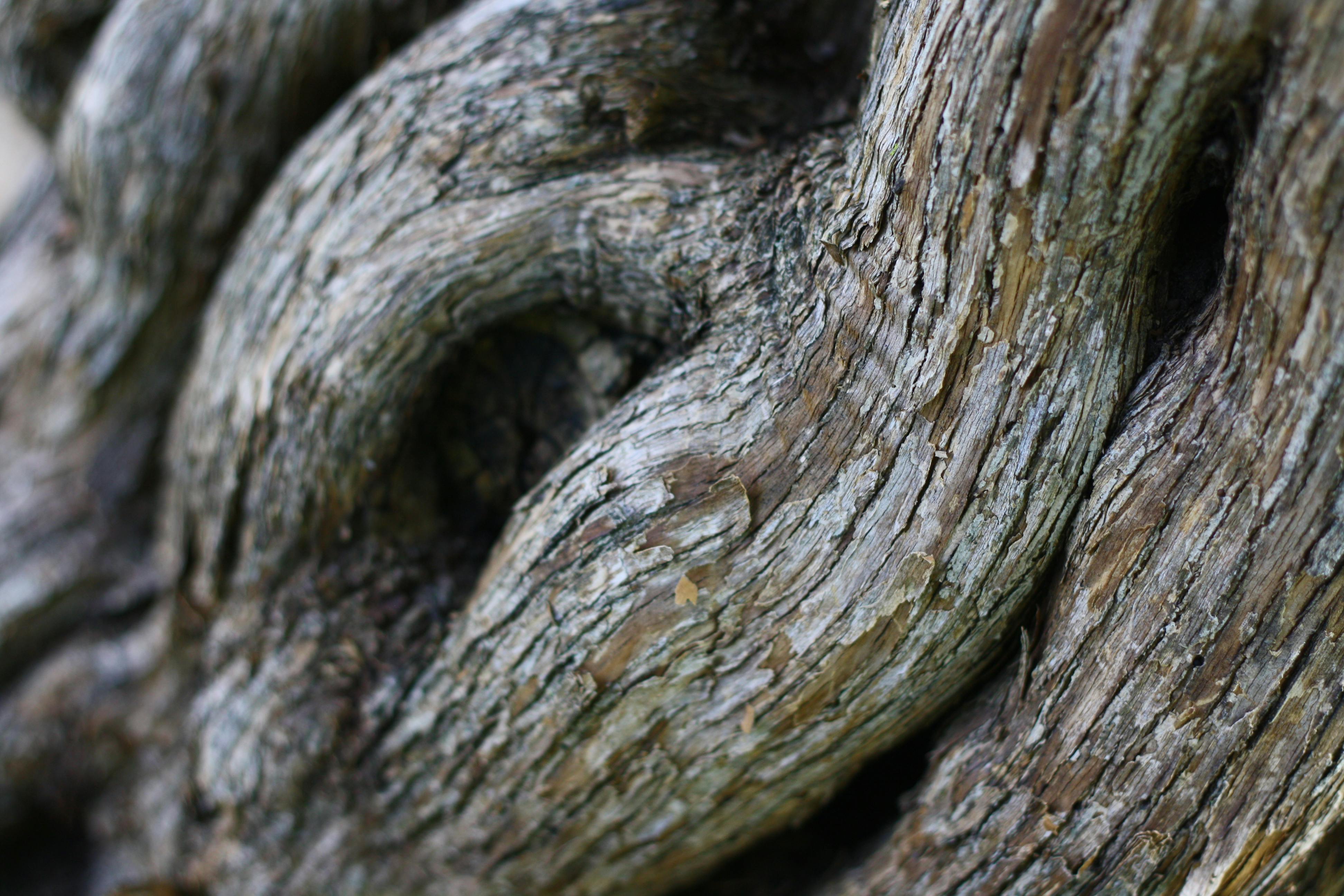 Free stock photo of bark, texture, tree