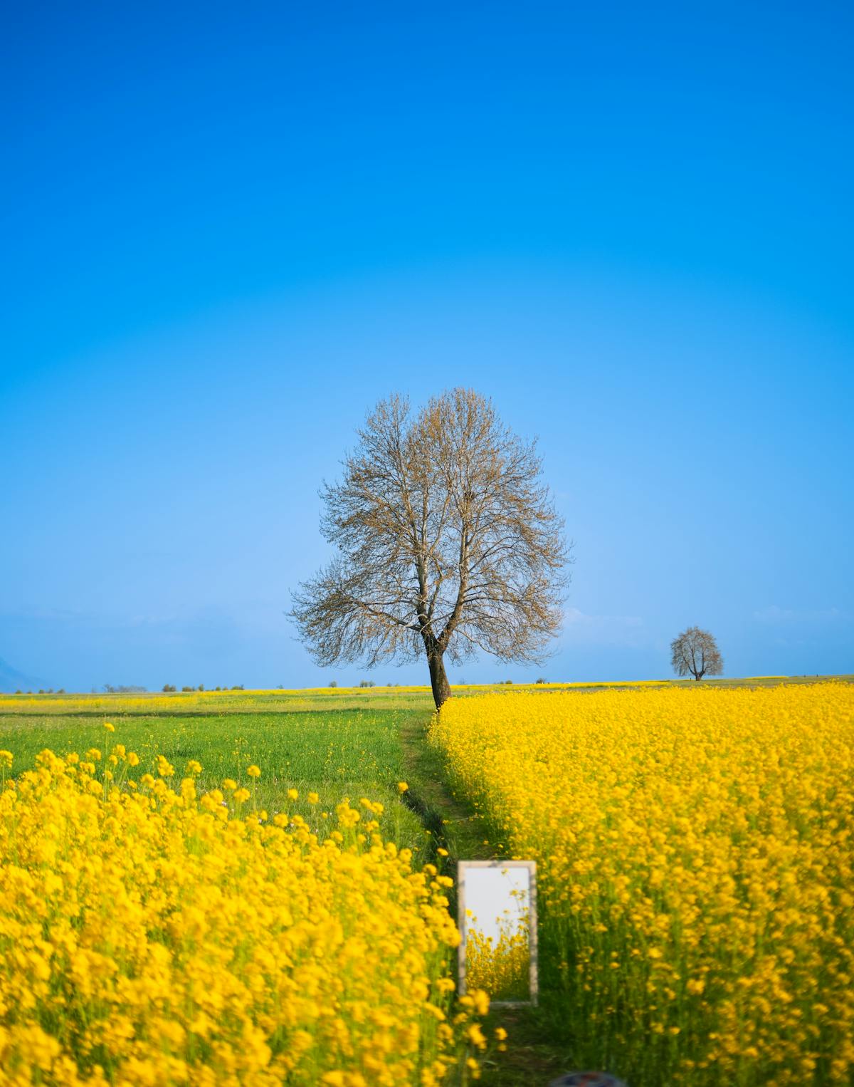 Mustard Tree Photos, Download The BEST Free Mustard Tree Stock Photos ...