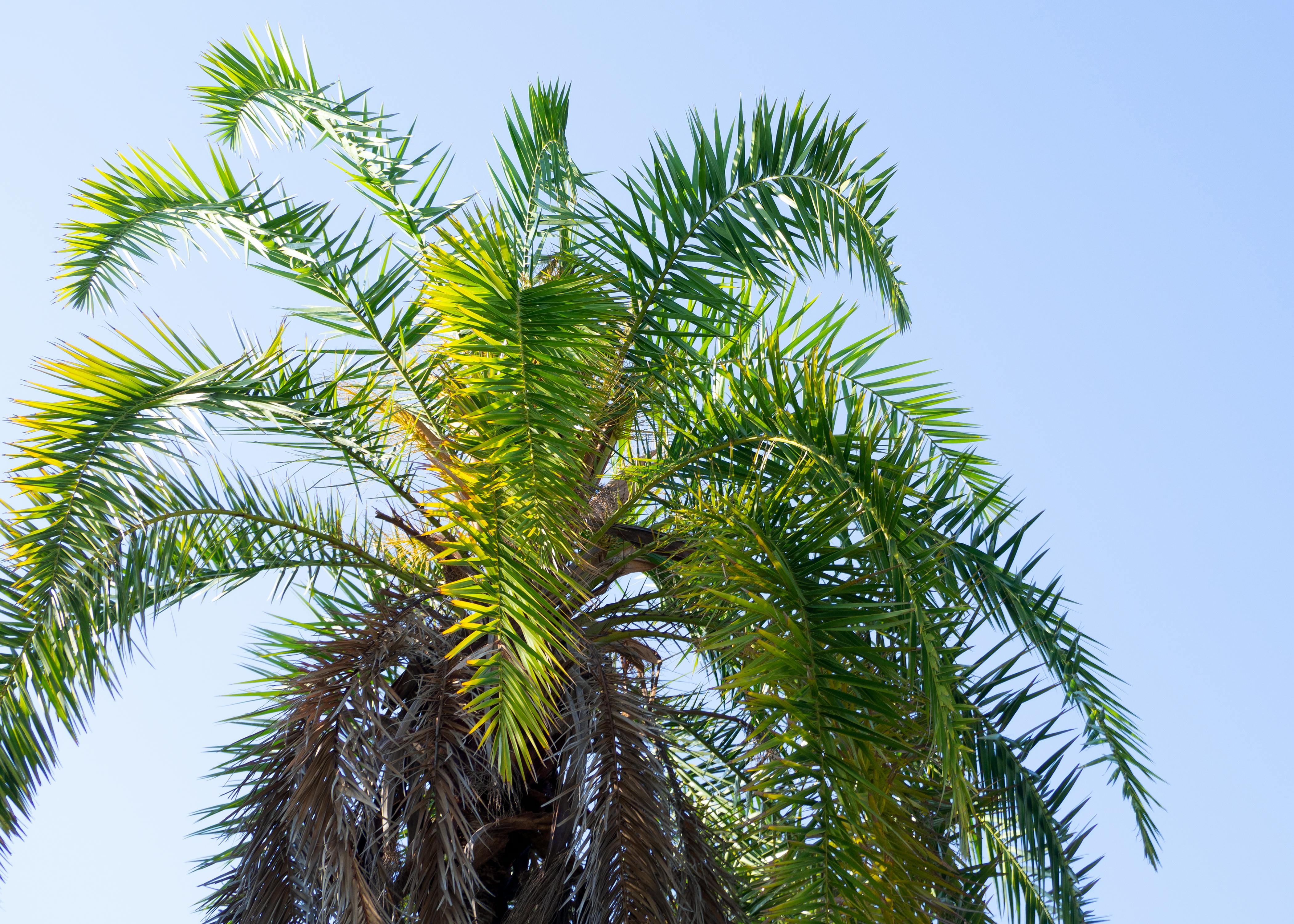 Tropical Plant Photos, Download The BEST Free Tropical Plant Stock ... Tropical Plant Photos, Download The BEST Free Tropical Plant Stock ...