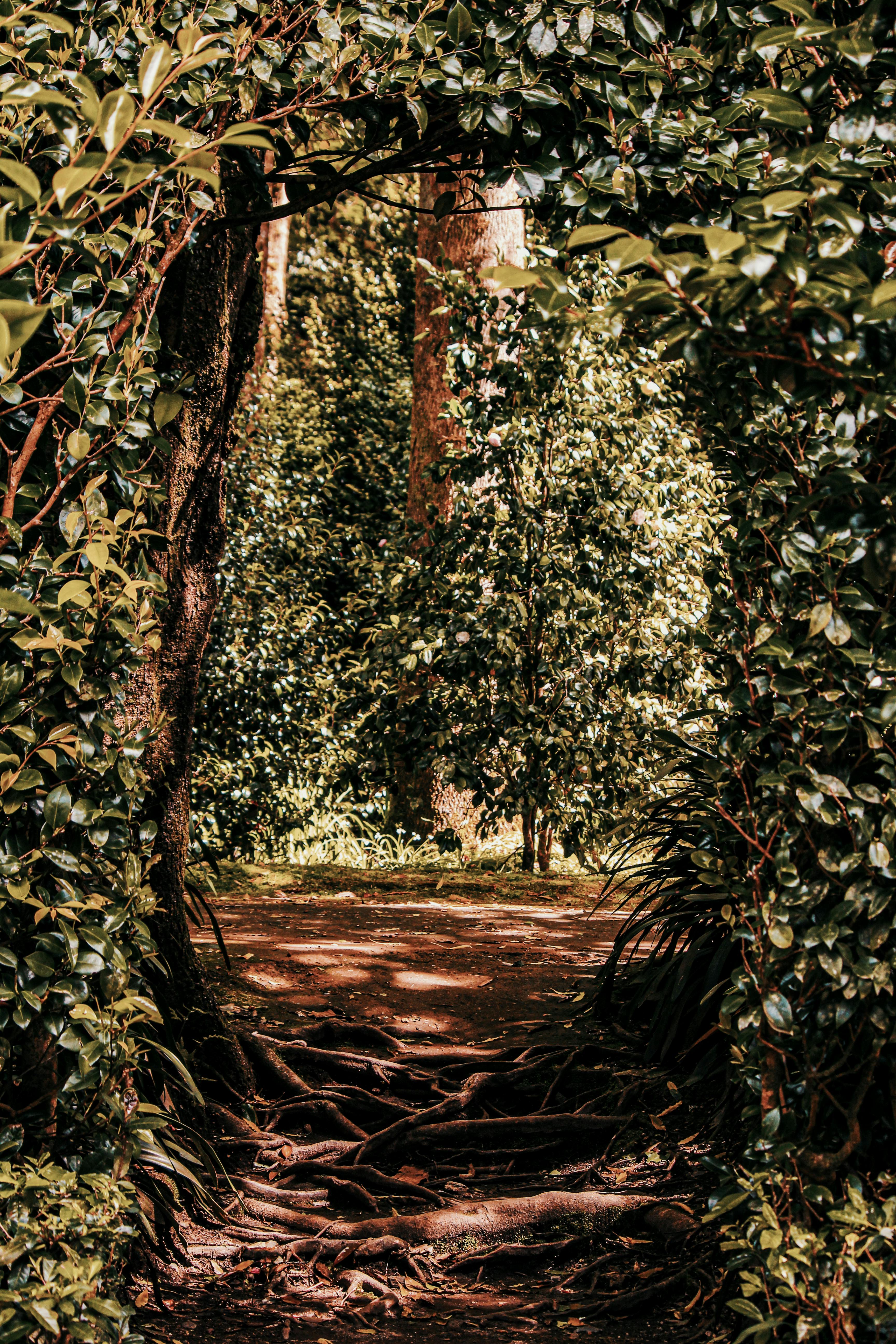 Pathway In Between Trees · Free Stock Photo