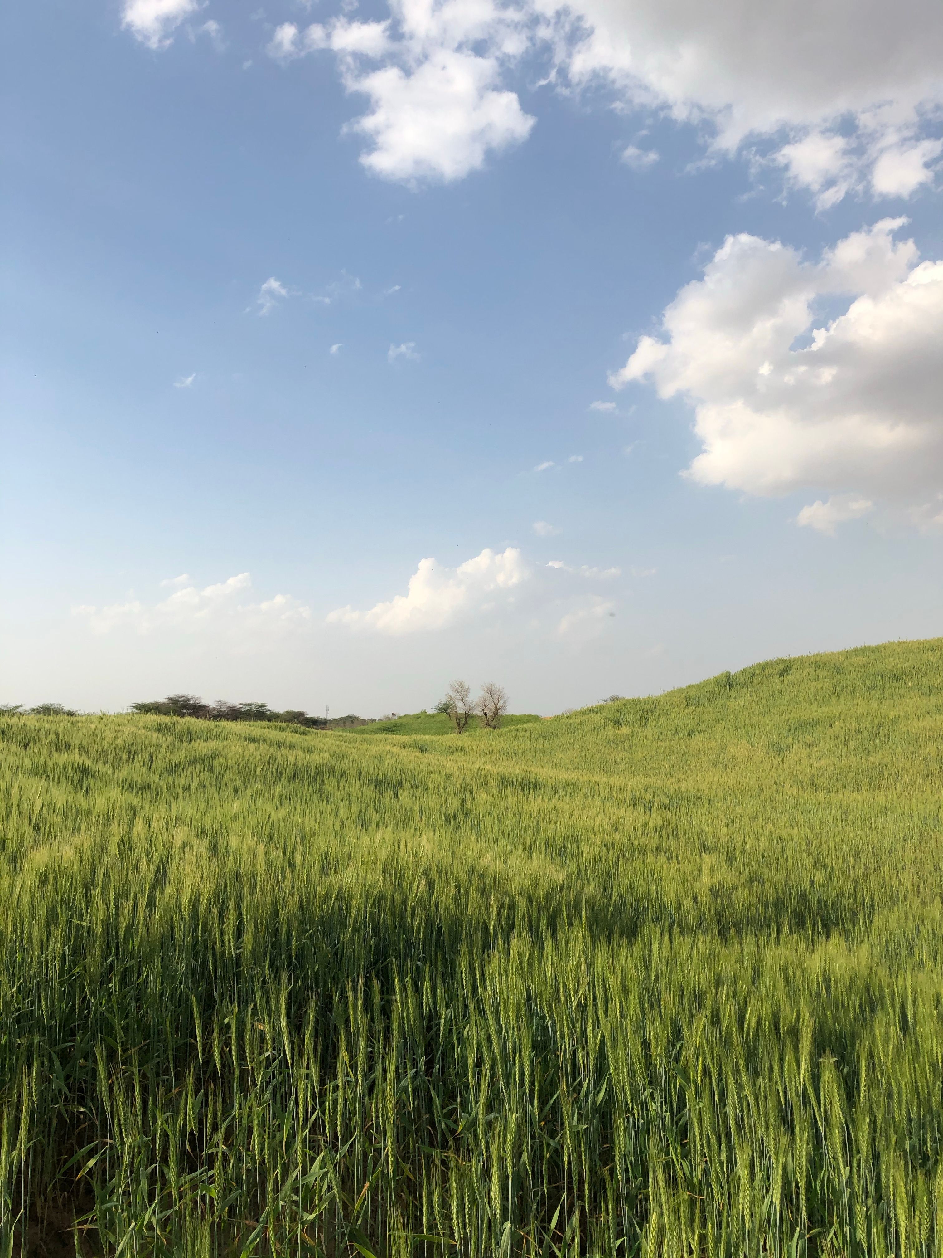 Punjab Khet Photos, Download The BEST Free Punjab Khet Stock Photos ...