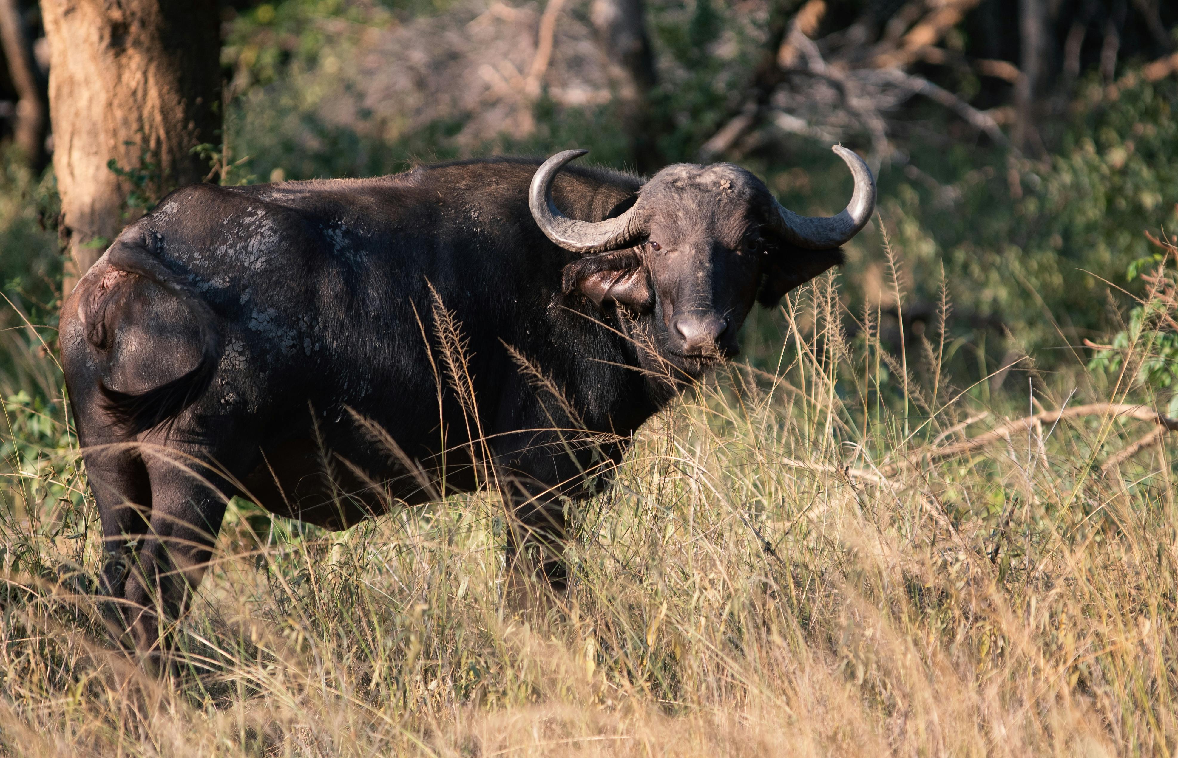 Ücretsiz bufalo, hayvan, hayvan fotoğrafçılığı stok fotoğrafı
