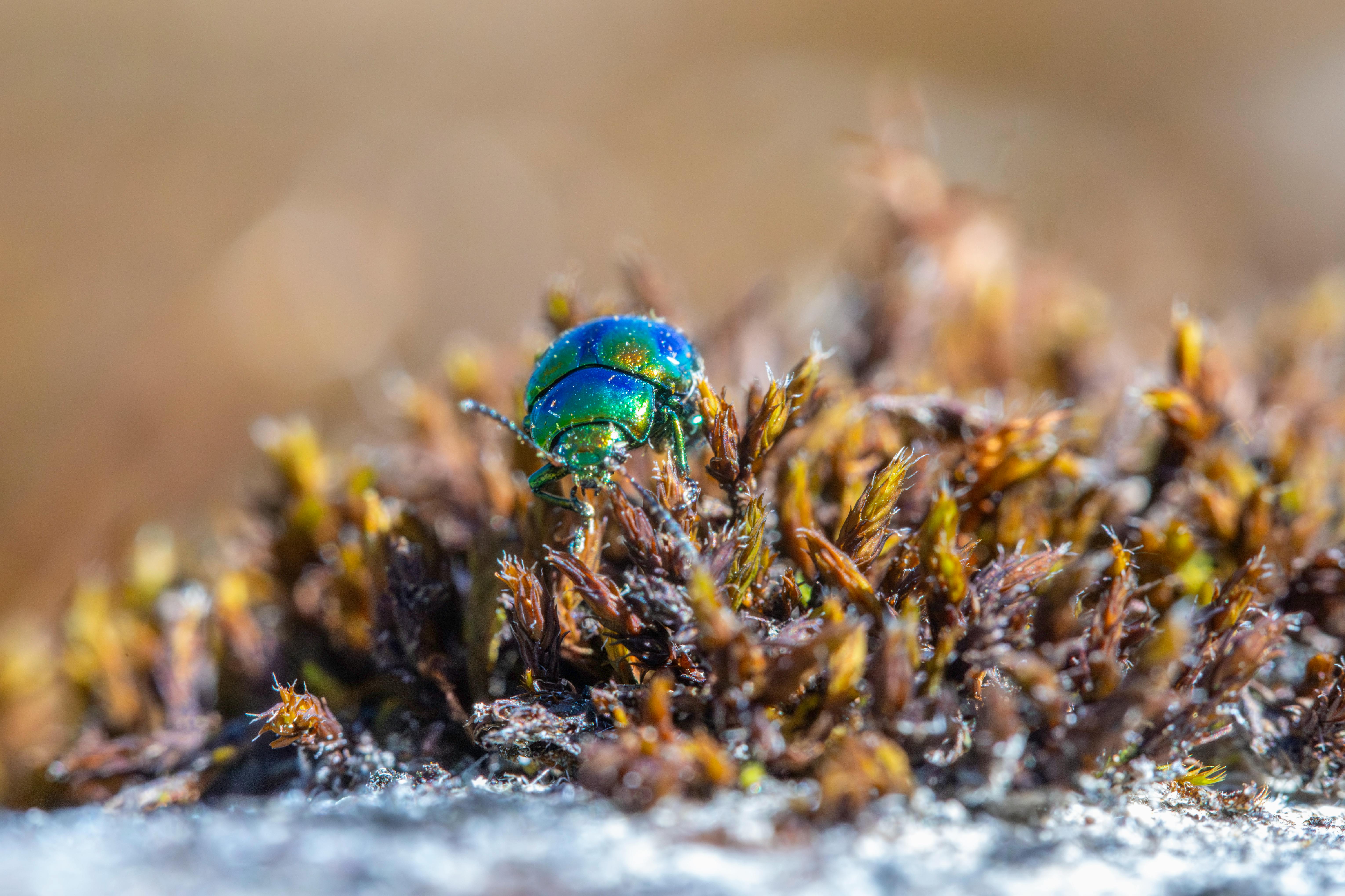 Insecticides Photos, Download The BEST Free Insecticides Stock Photos ...