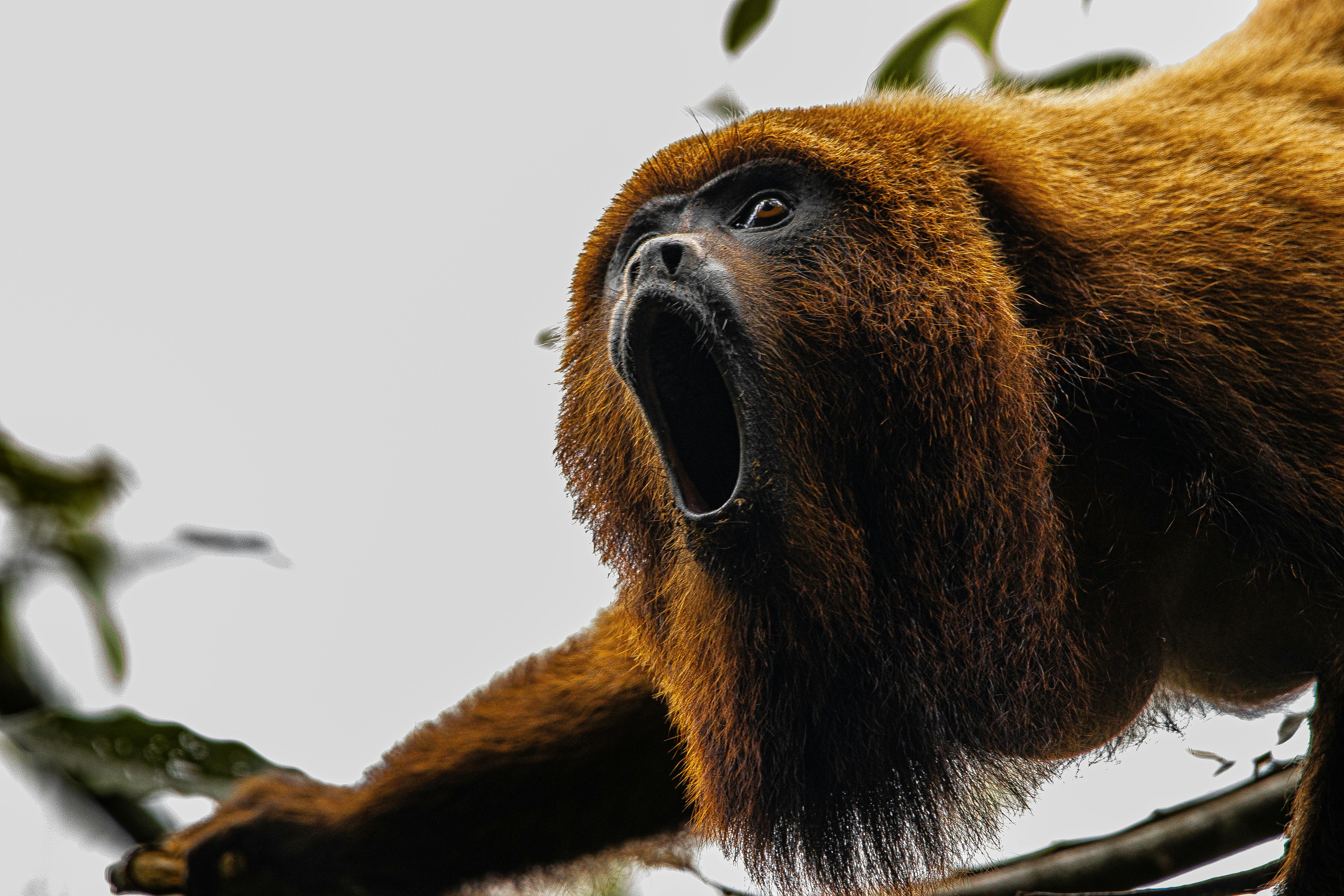 Close-up of a Howler Monkey · Free Stock Photo