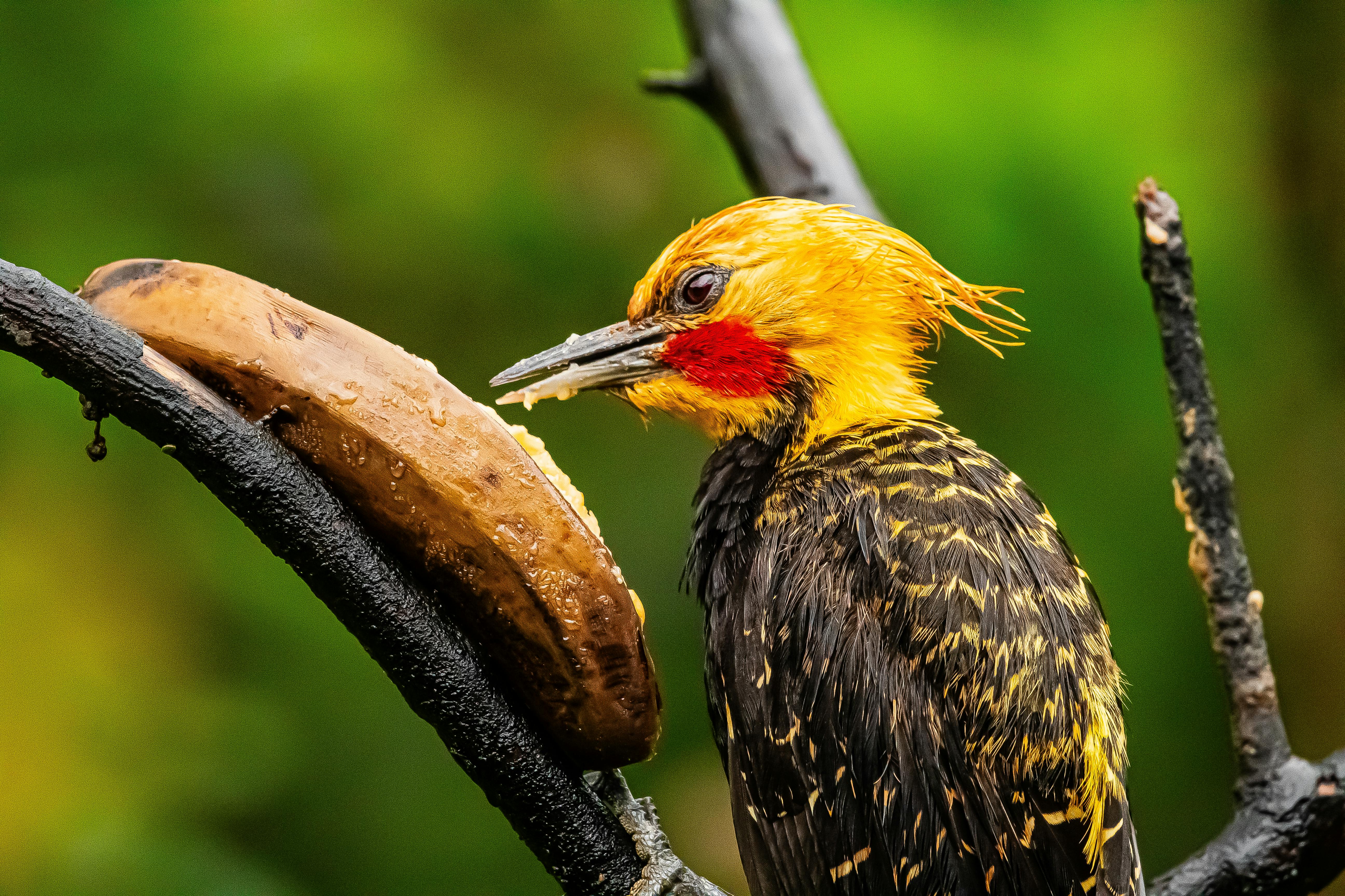 Yellow Bellied Woodpecker Photos, Download The BEST Free Yellow Bellied ...