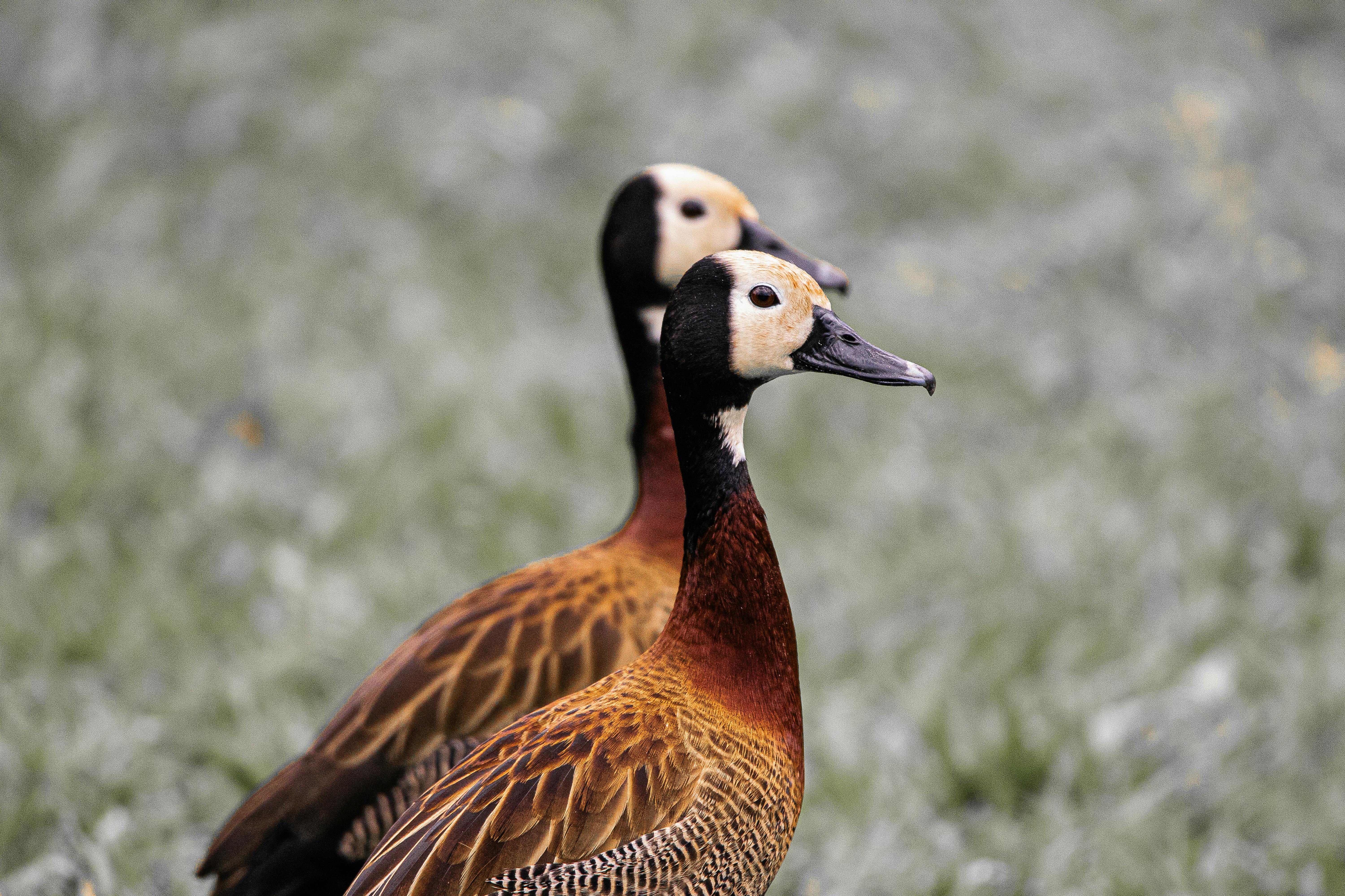 Call Ducks Photos, Download The BEST Free Call Ducks Stock Photos & HD ...