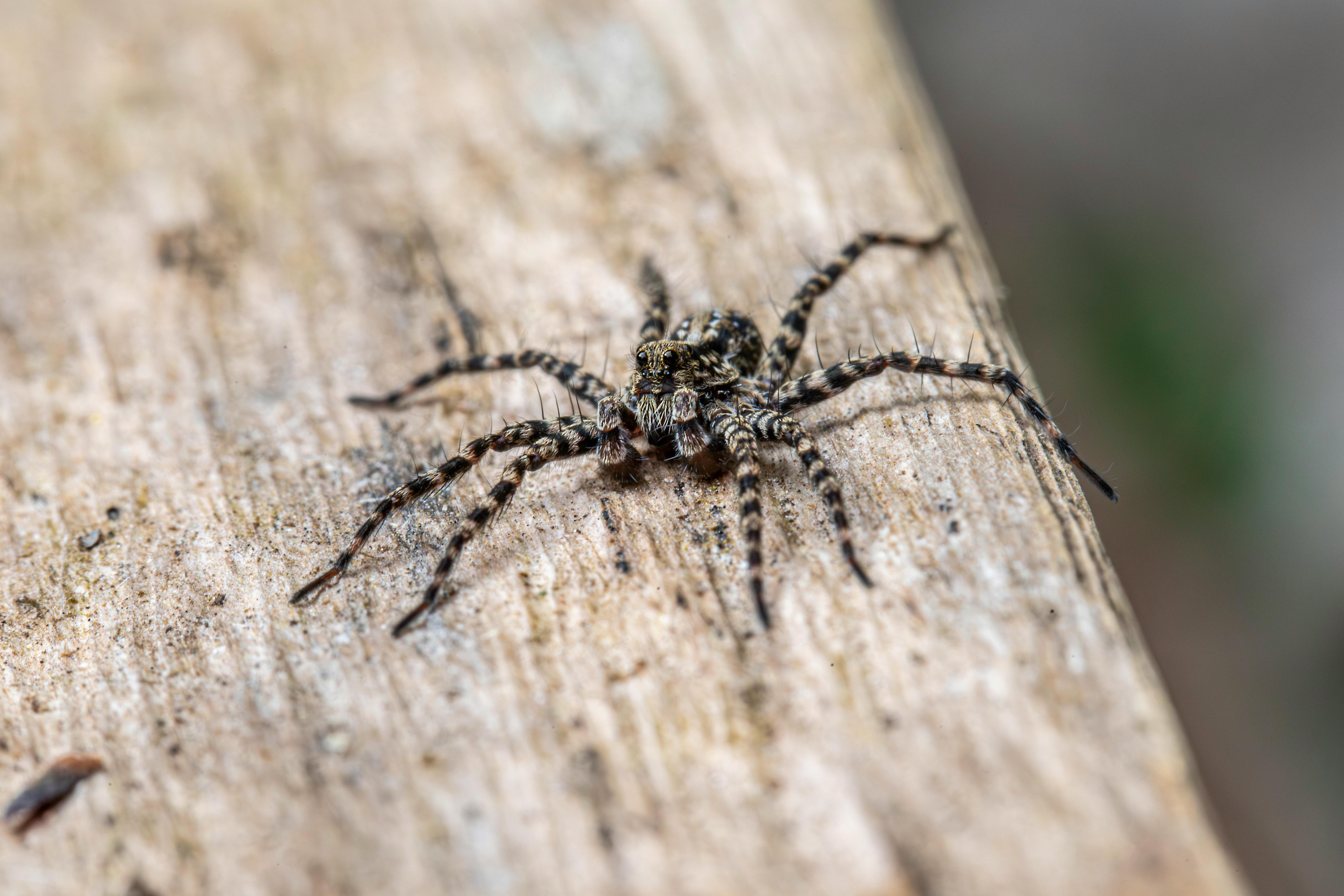 A spider sitting on top of a wooden plank · Free Stock Photo