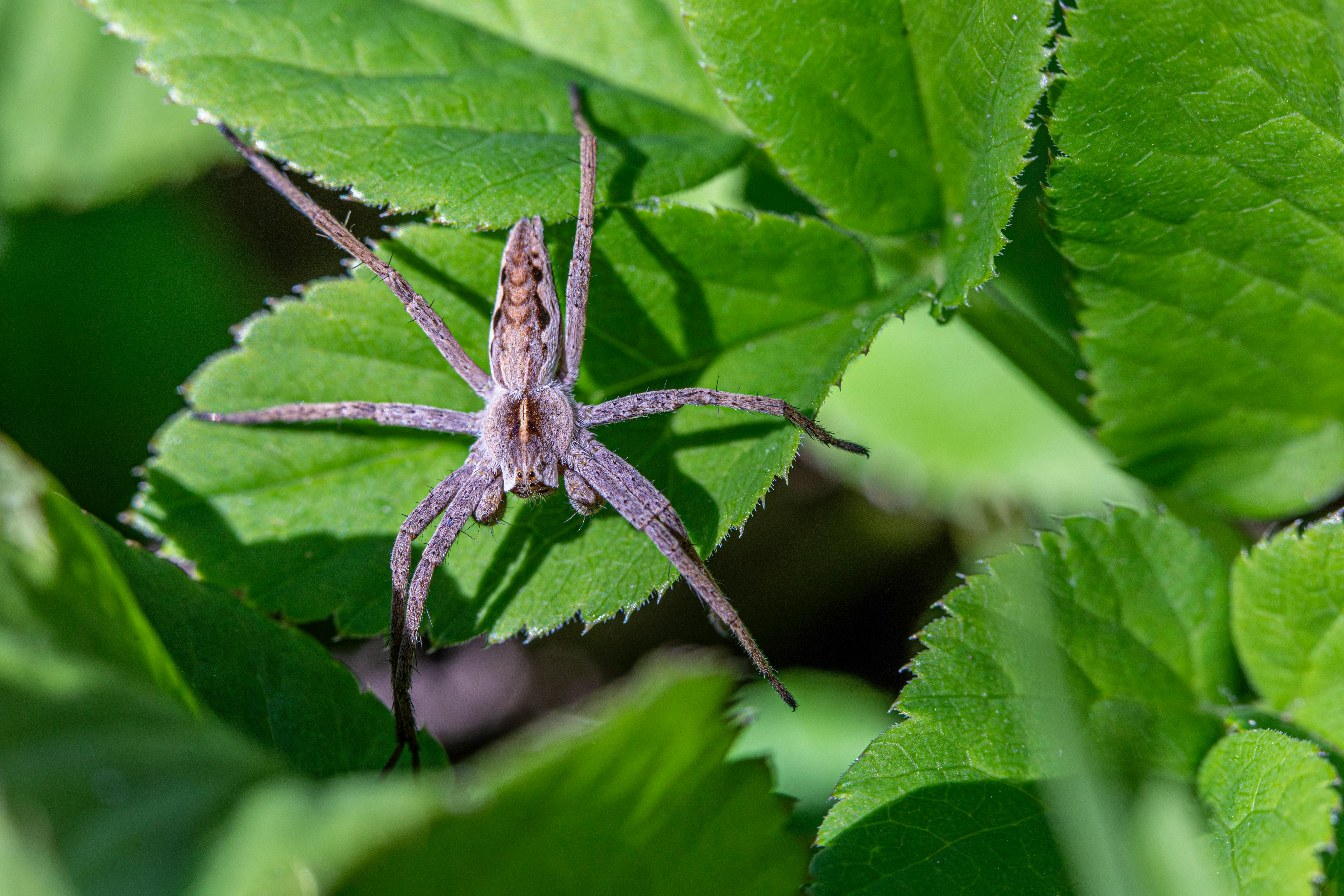 Close-up of a Nursery Web Spider Sitting on a Green Leaf · Free Stock Photo