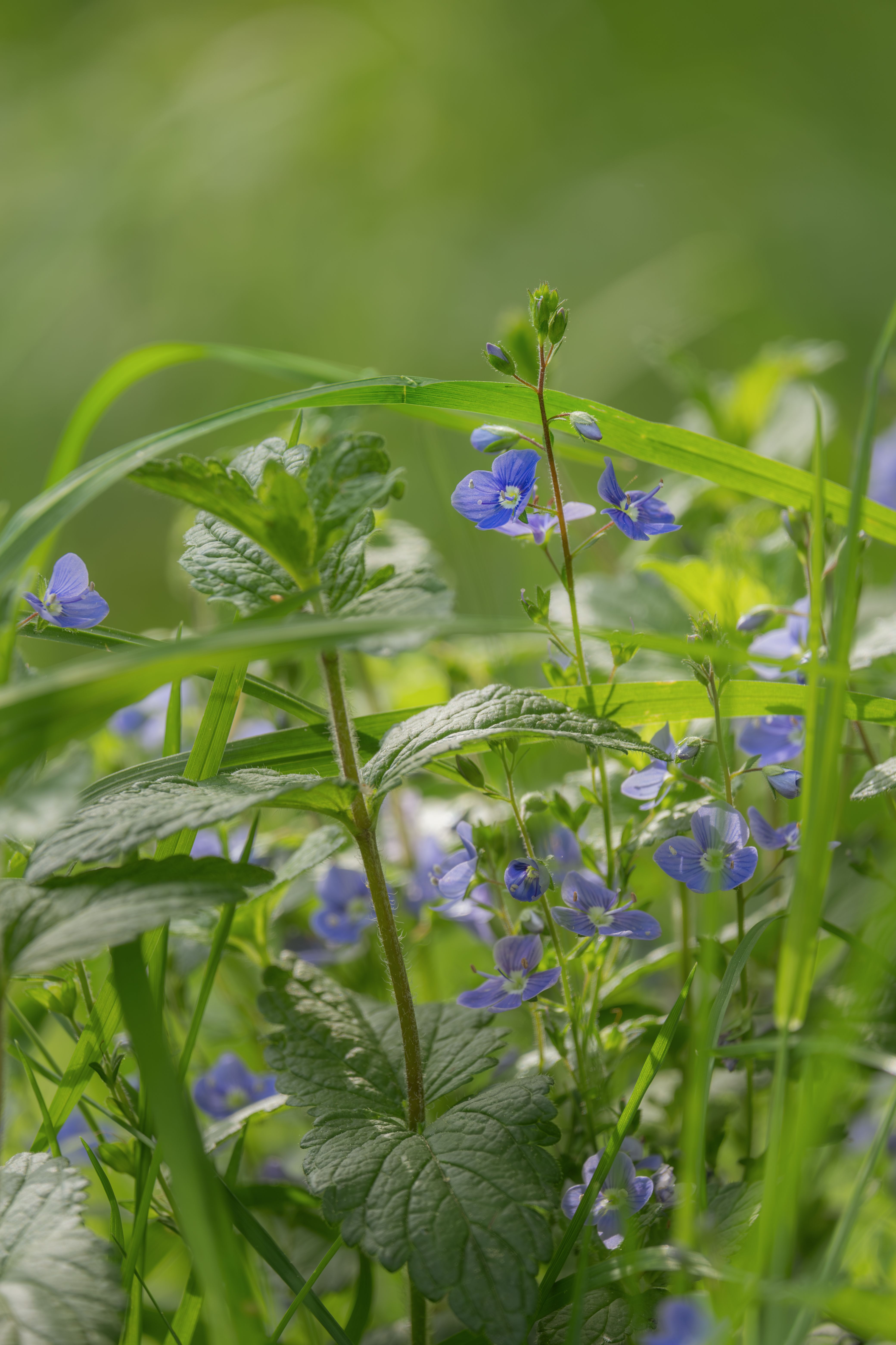 Blue Blooming Germander Speedwell Flowers · Free Stock Photo
