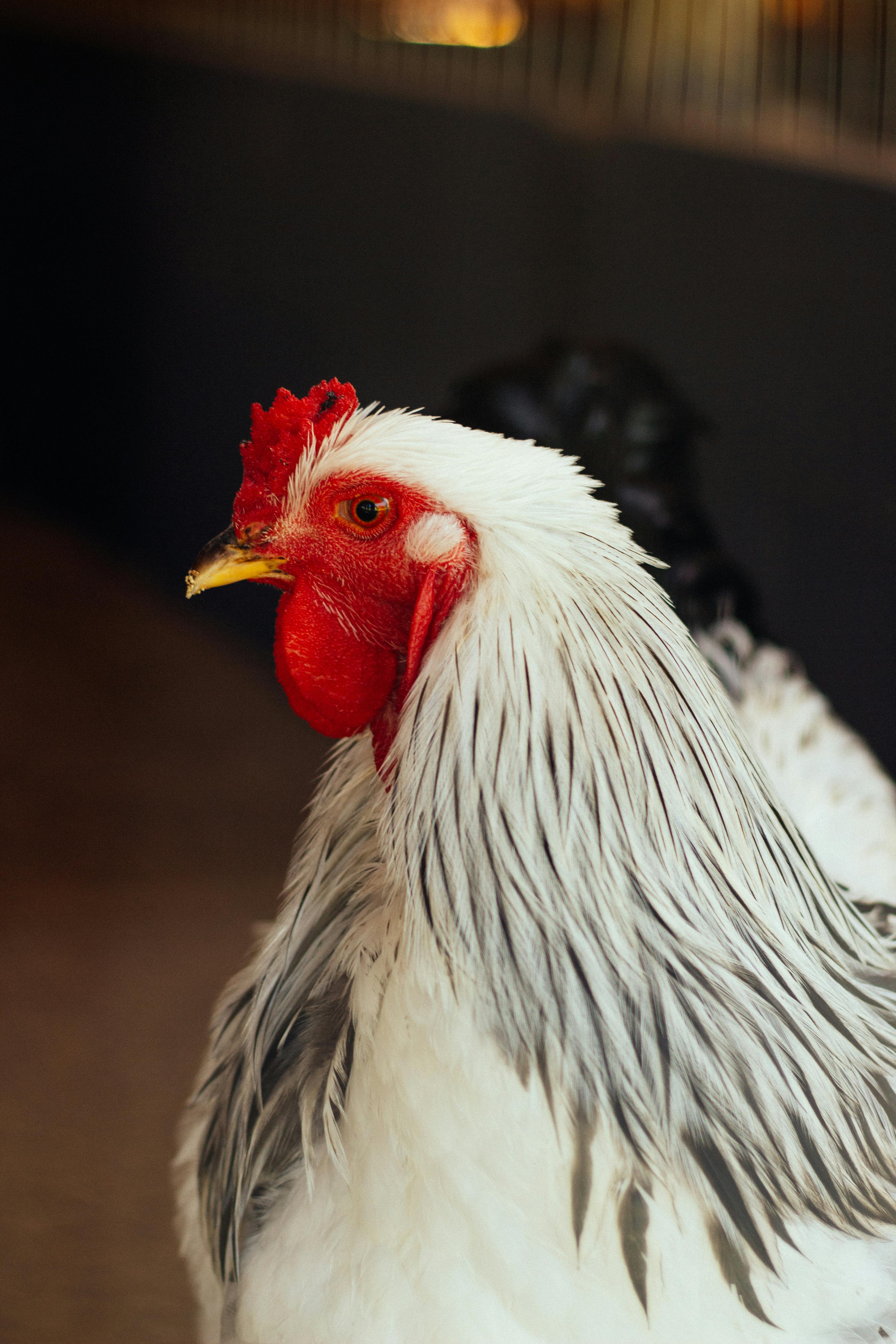 A white and red rooster with a red comb · Free Stock Photo